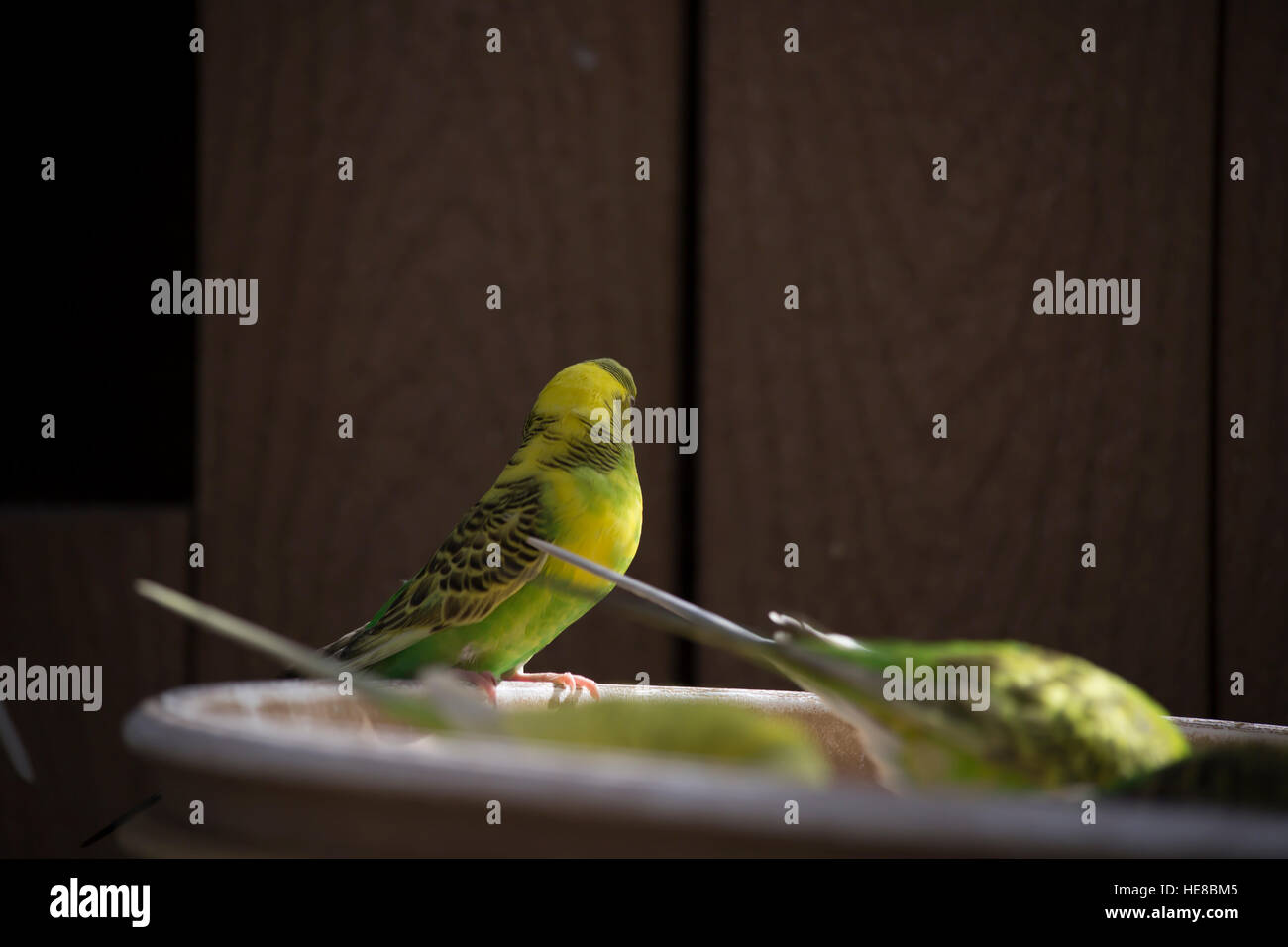 Budgie feeding among a flock Stock Photo - Alamy