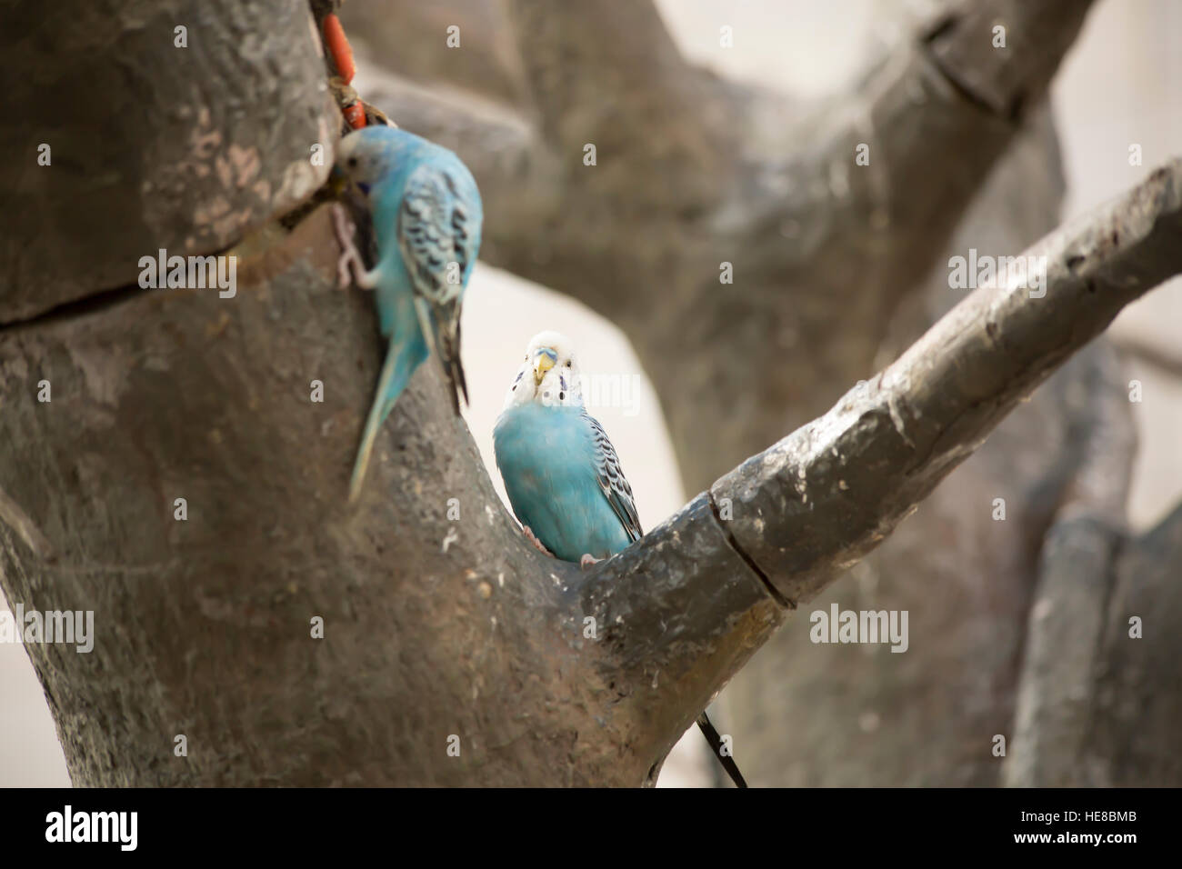 Blue and white budgie birds in a tree Stock Photo - Alamy