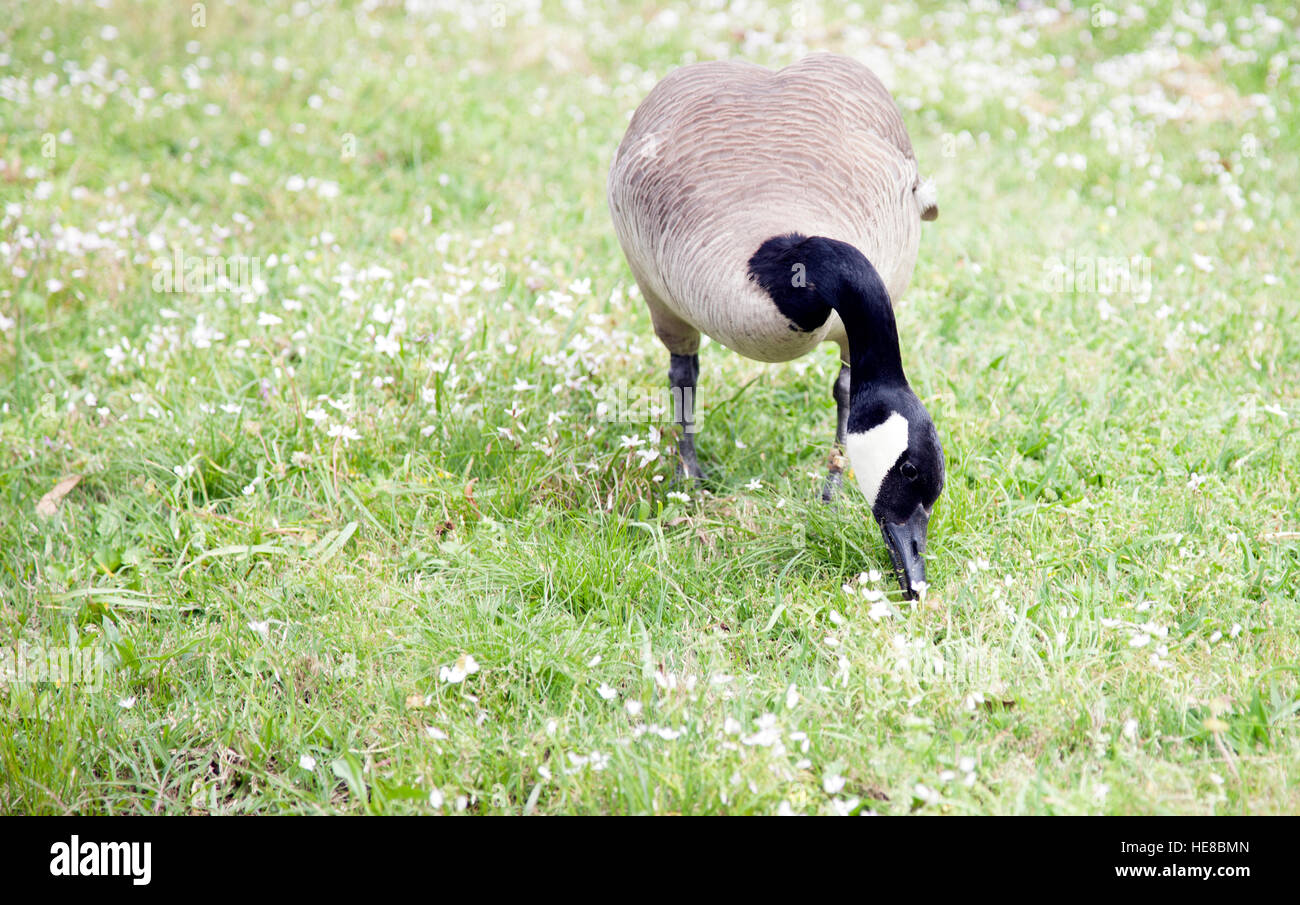 Cackling goose winter canada hi-res stock photography and images - Alamy
