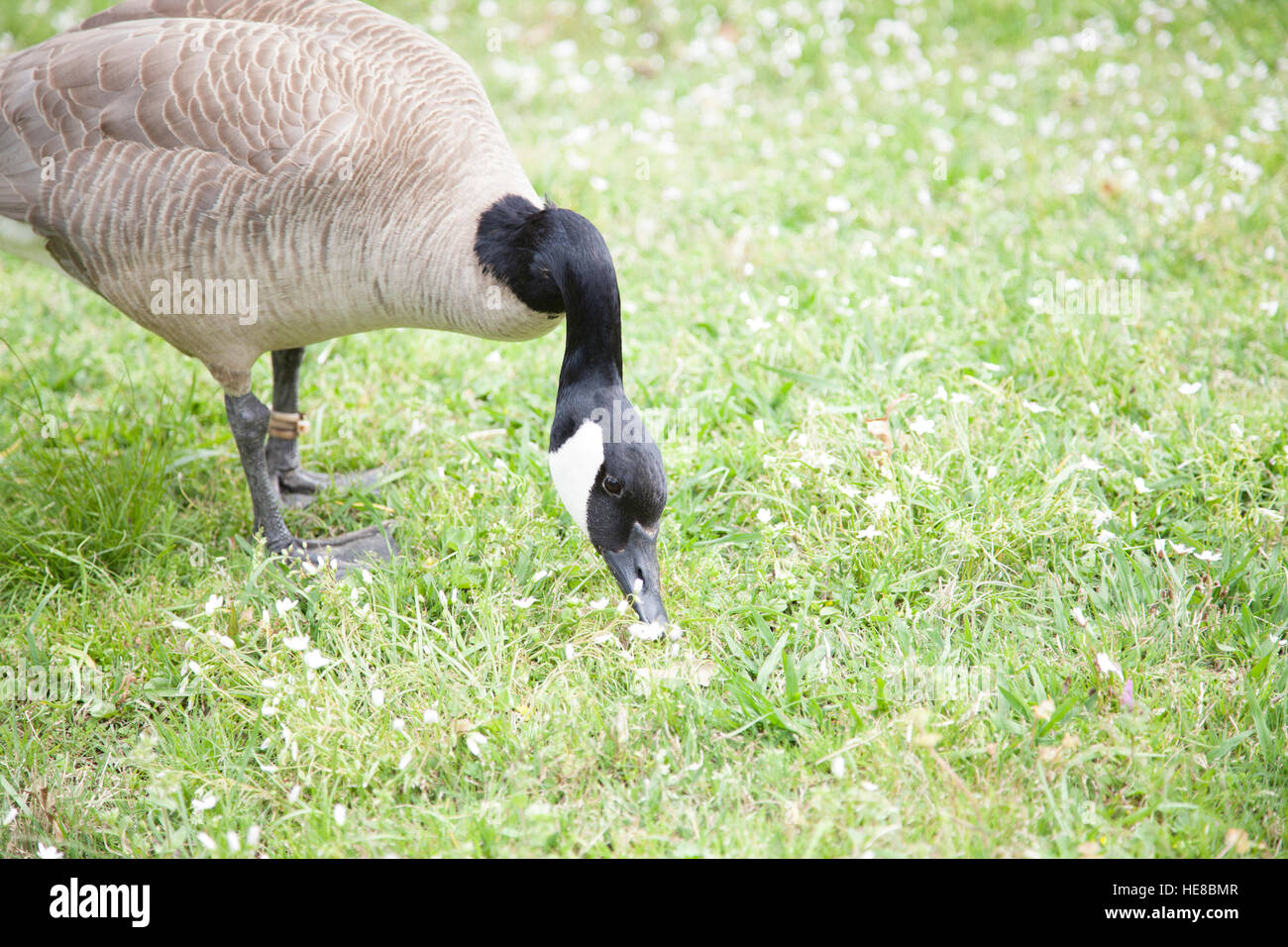 Canada goose foraging for food Stock Photo - Alamy