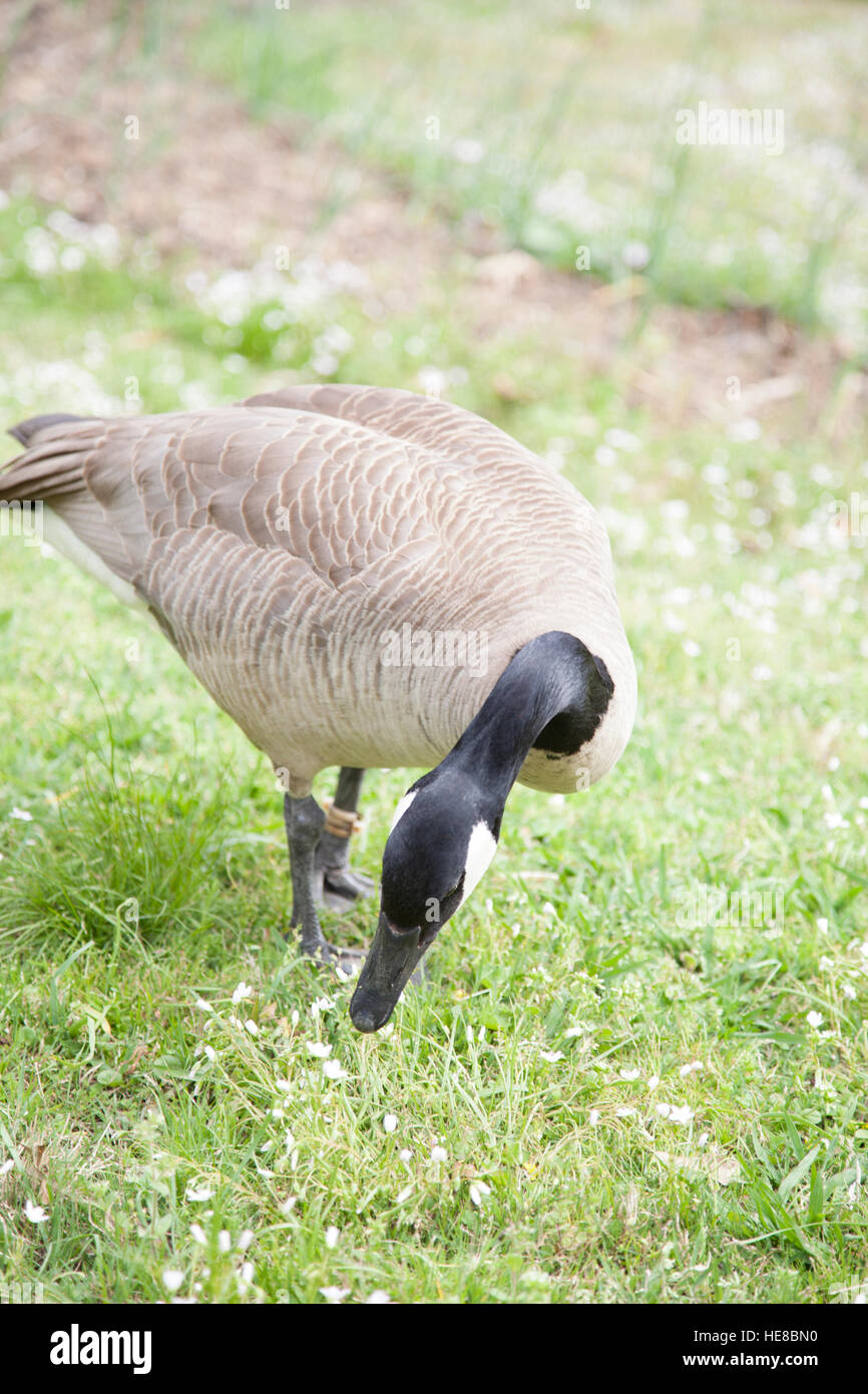Canada goose foraging for food Stock Photo - Alamy