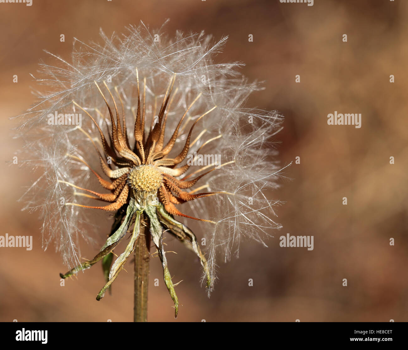 Goatsbeard seed head hi-res stock photography and images - Alamy