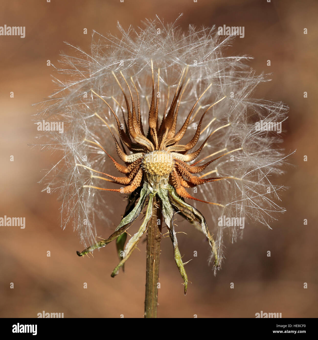 Goatsbeard seed head hi-res stock photography and images - Alamy