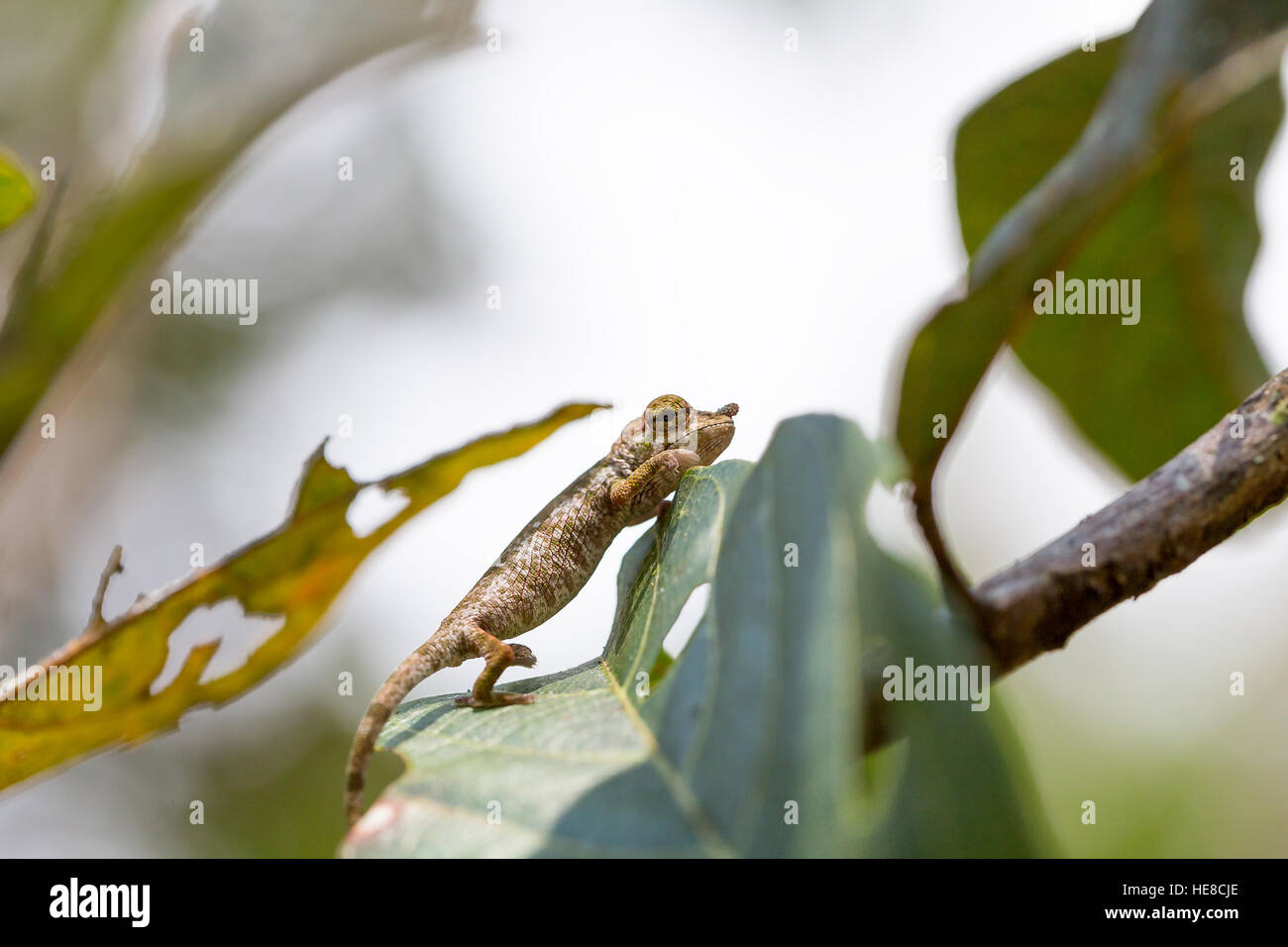 Nose-horned Chameleon (Calumma nasutum) is a bizarre species of ...