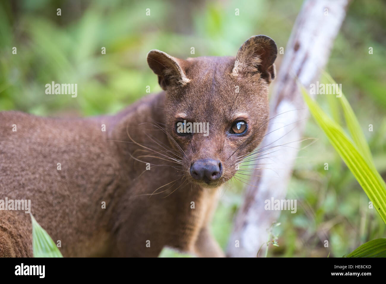 Fossa (Cryptoprocta ferox), cat-like, carnivorous mammal endemic to ...