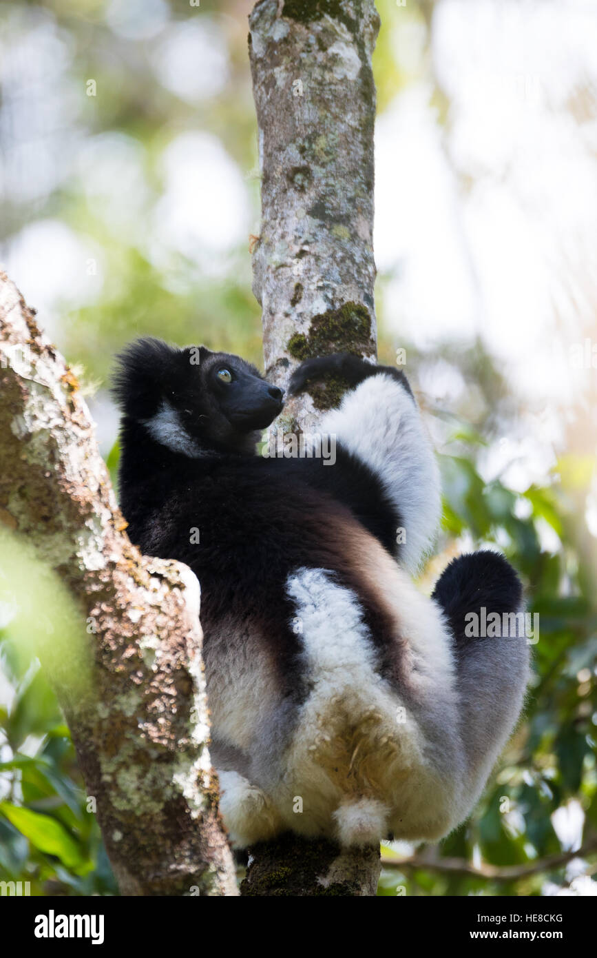 Black and white Lemur Indri (Indri indri), called the babakoto, hanged ...