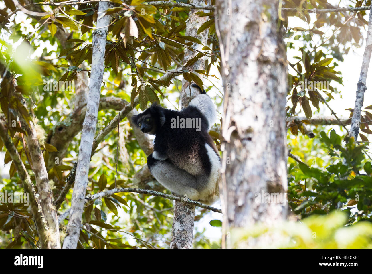 Black and white Lemur Indri (Indri indri), called the babakoto, hanged ...