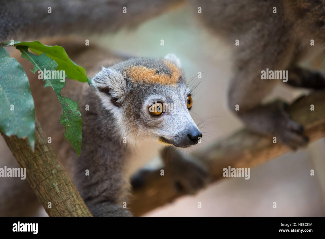 Portrait of crowned lemur (Eulemur coronatus) Ankarana National Park ...