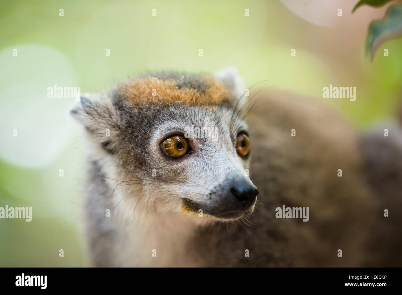Portrait of crowned lemur (Eulemur coronatus) Ankarana National Park ...