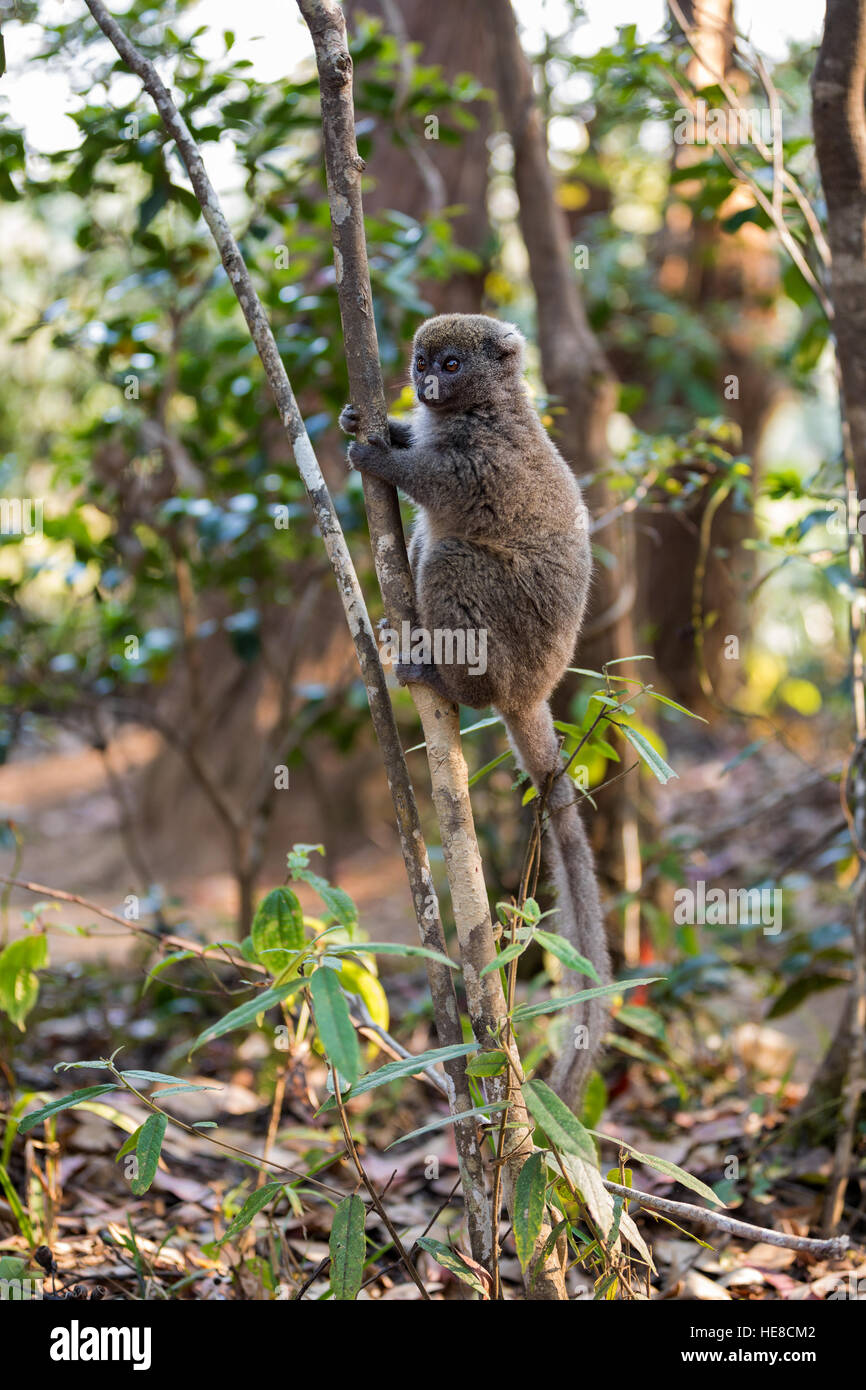 Eastern lesser bamboo lemur (Hapalemur griseus) known as the gray ...