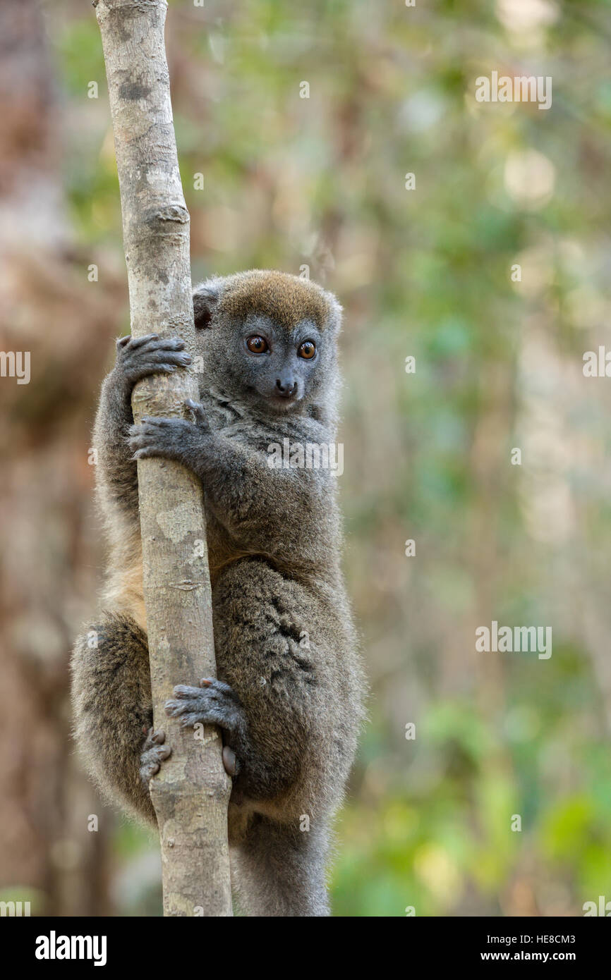 Eastern lesser bamboo lemur (Hapalemur griseus) known as the gray ...