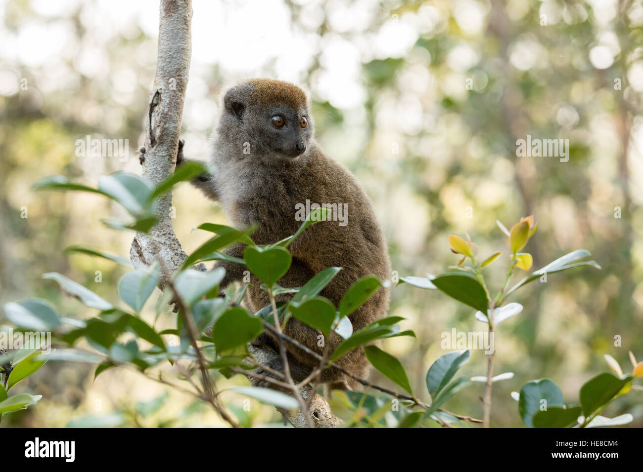 Eastern lesser bamboo lemur (Hapalemur griseus) known as the gray ...