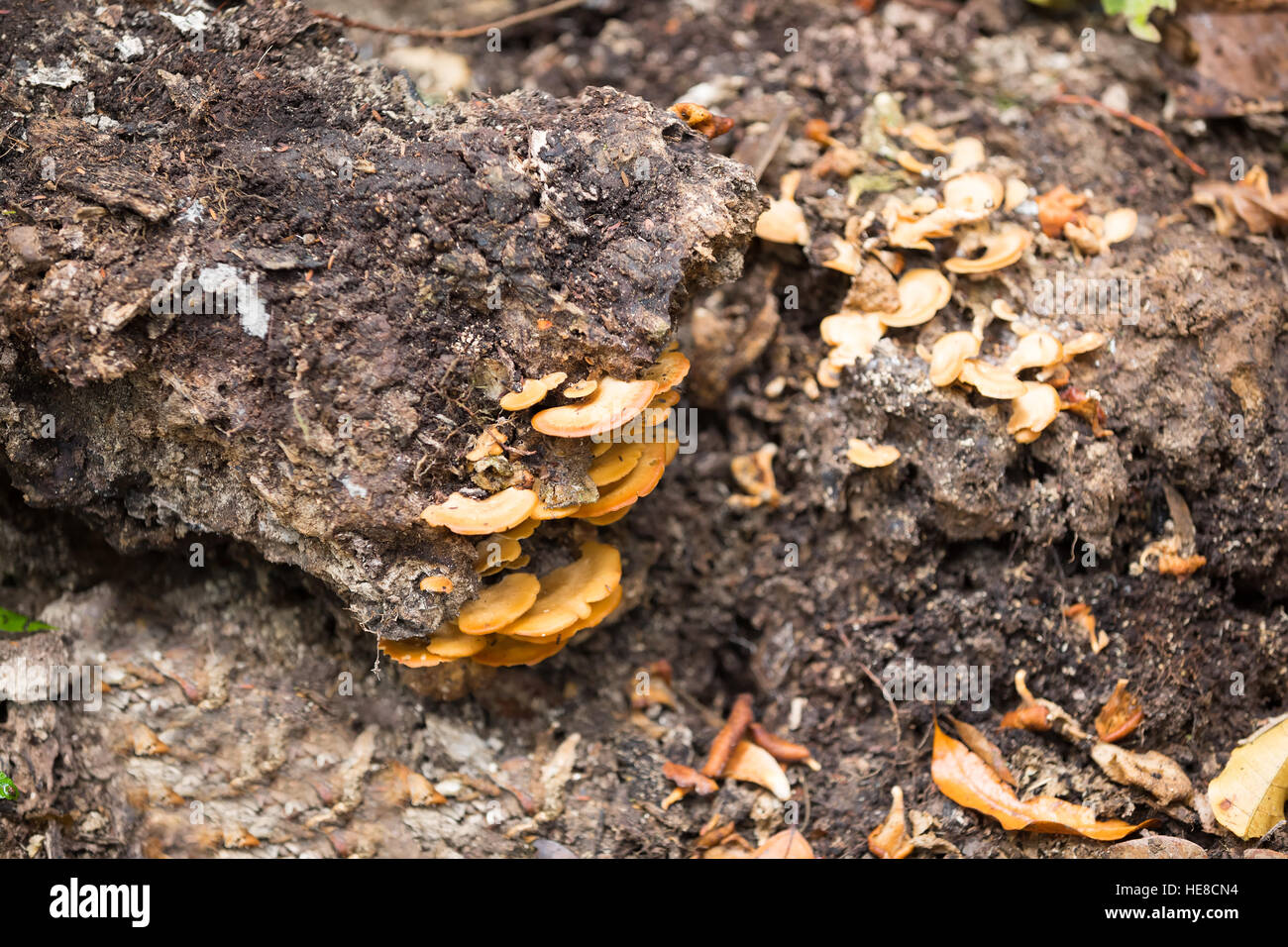 Orange parasite mushroom on the trunk of a rainforest tree ...