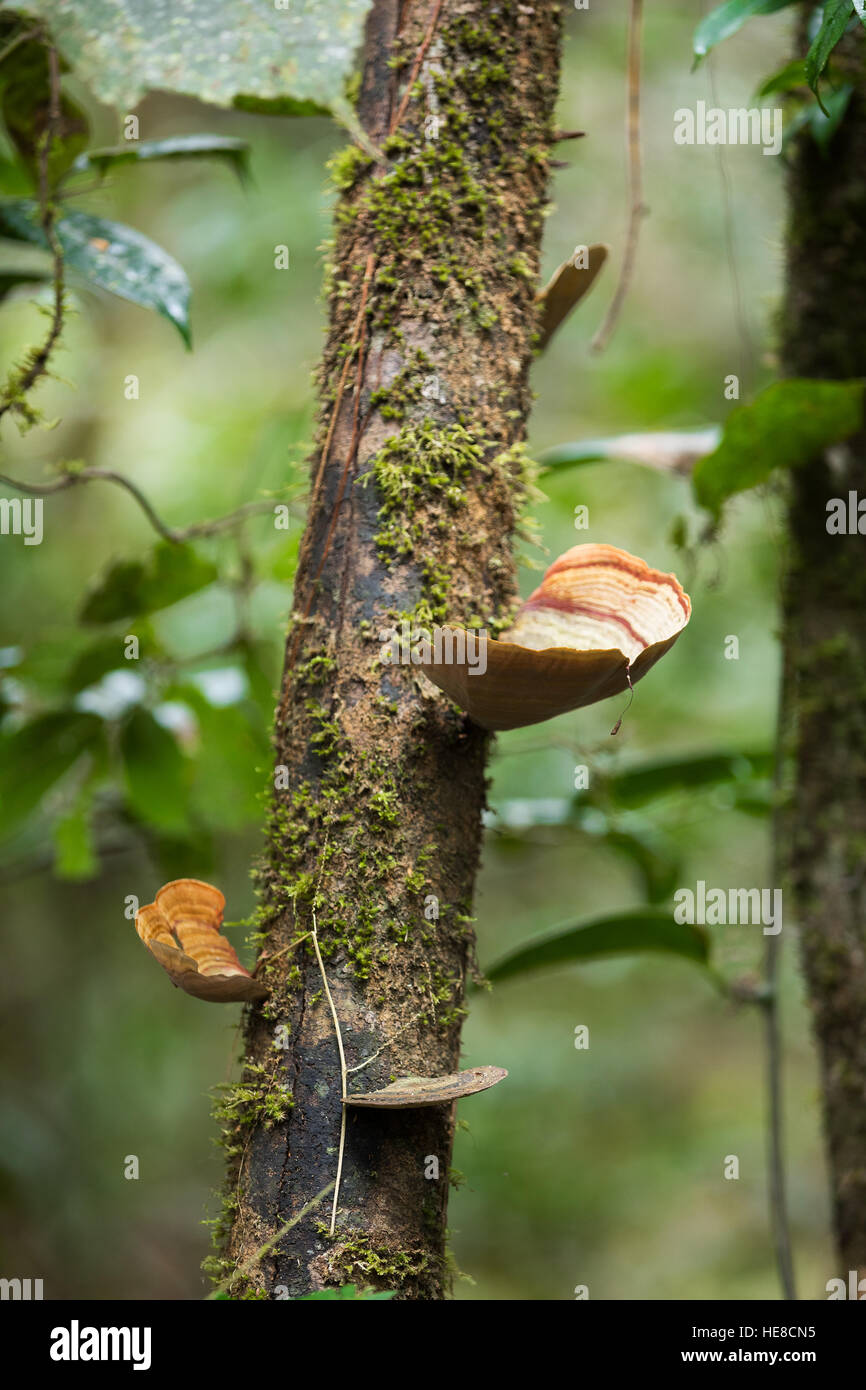 Orange parasite mushroom on the trunk of a rainforest tree ...