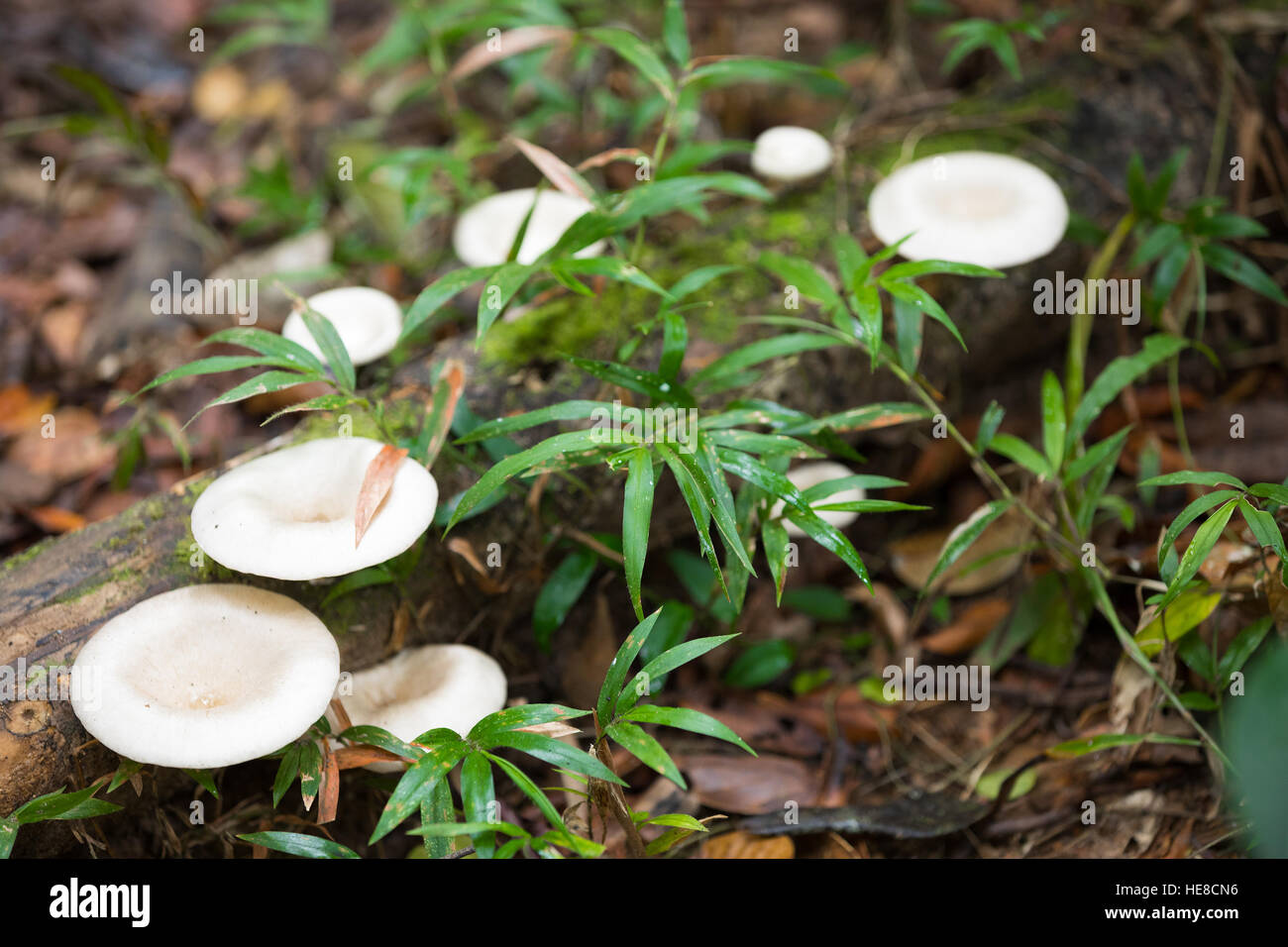 white parasite mushroom on the trunk of a rainforest tree ...
