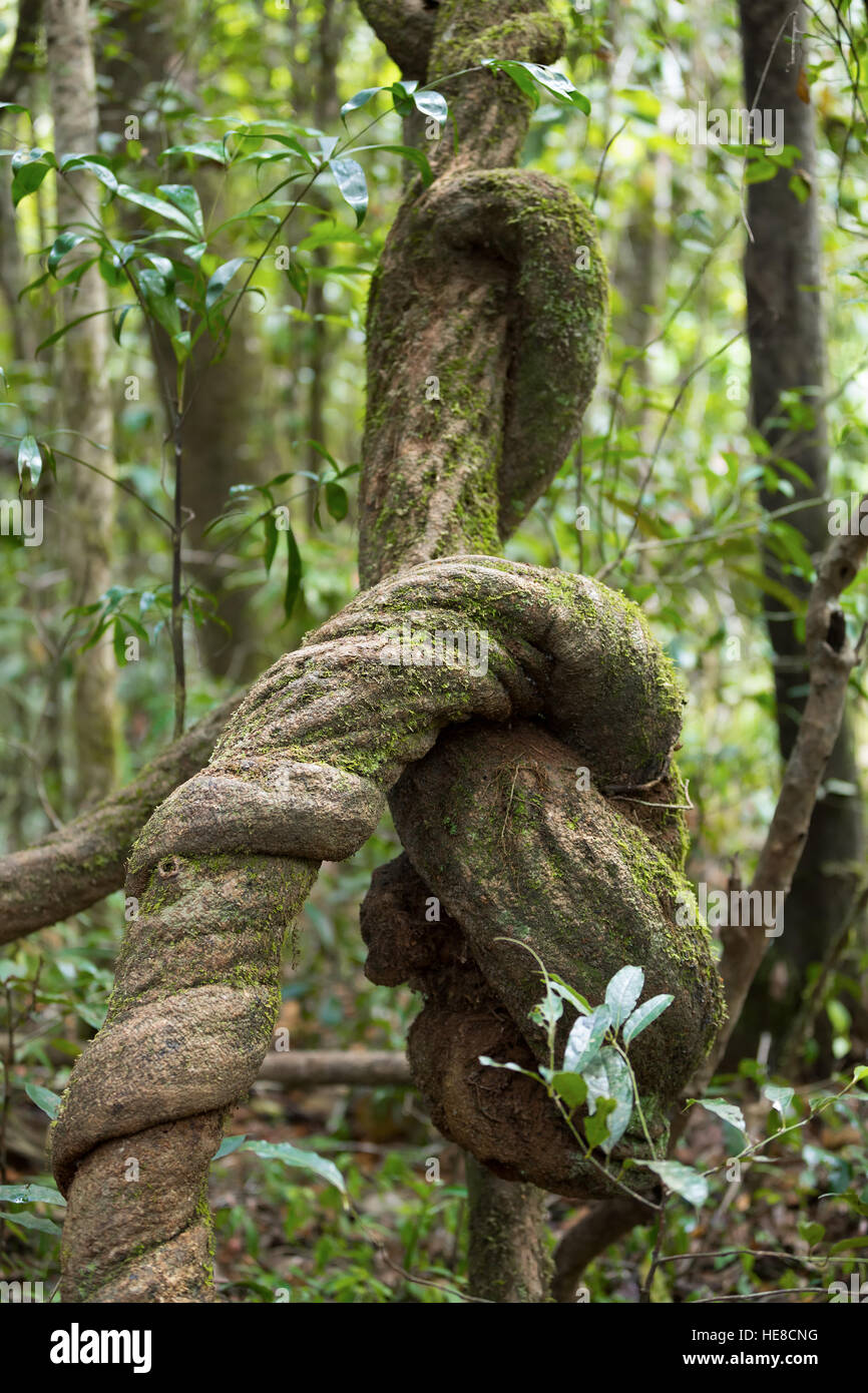 amazing overgrown with creeper to a tree, massive liana strangles in ...
