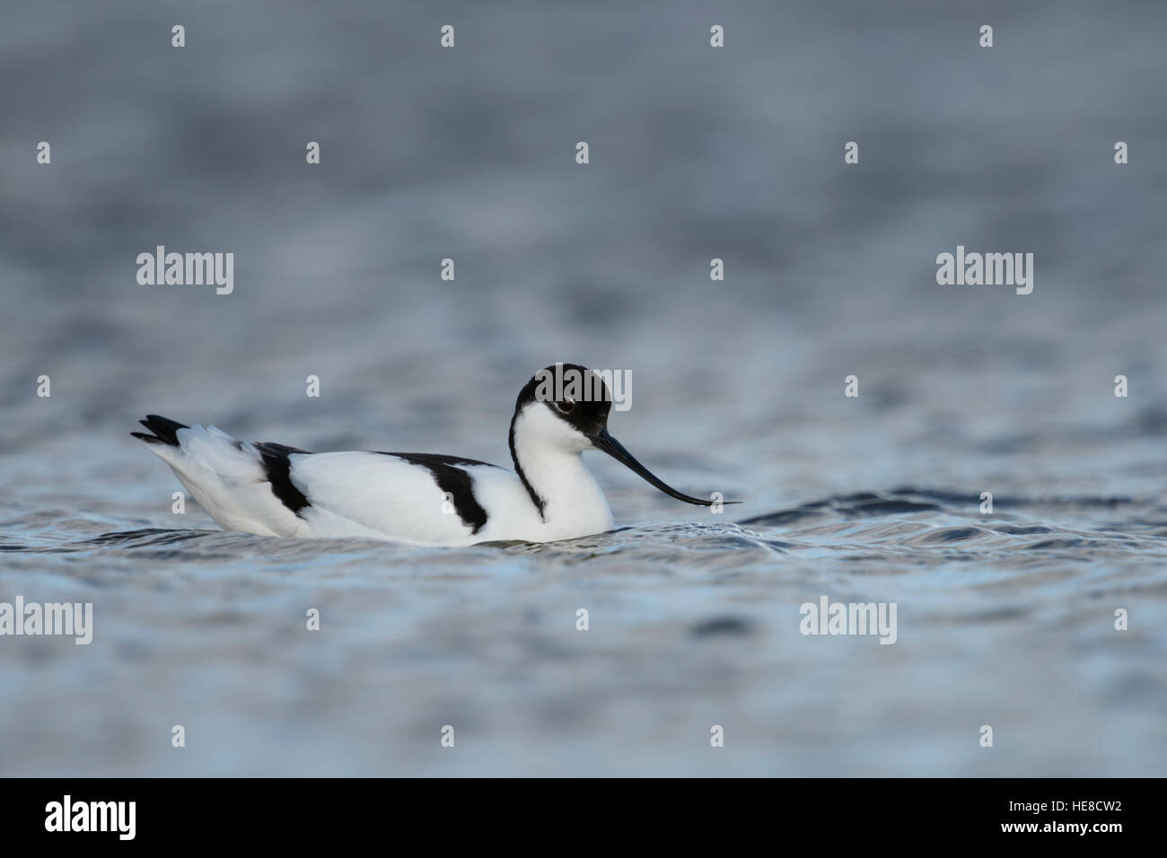 Pied Avocet / Saebelschnaebler ( Recurvirostra avosetta ), swimming ...