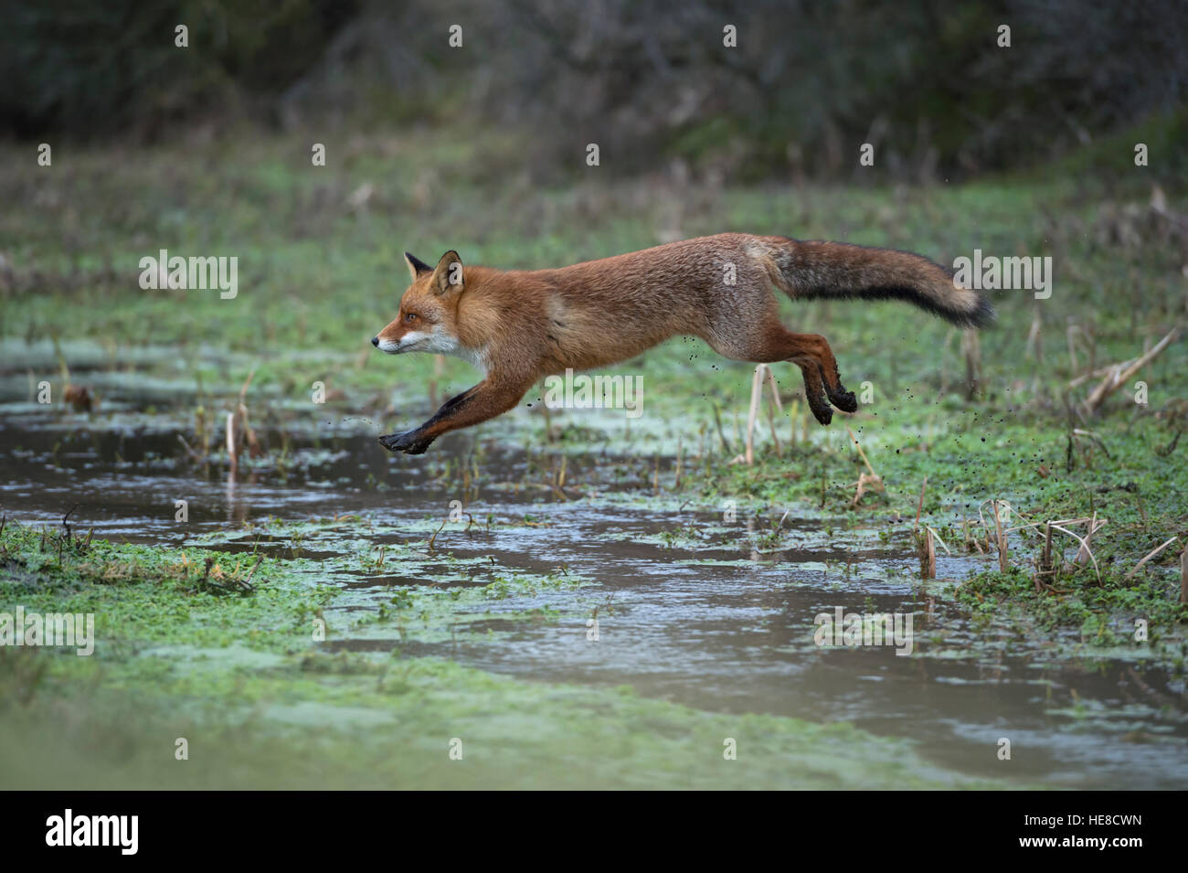 Red fox jumping hi-res stock photography and images - Alamy