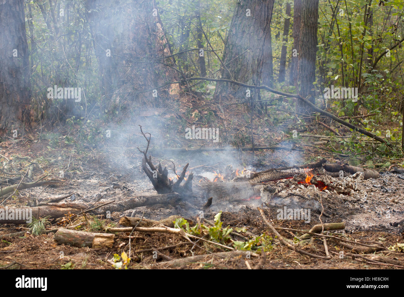 Oak and pine stump, result of tree felling. Total deforestation, cut ...