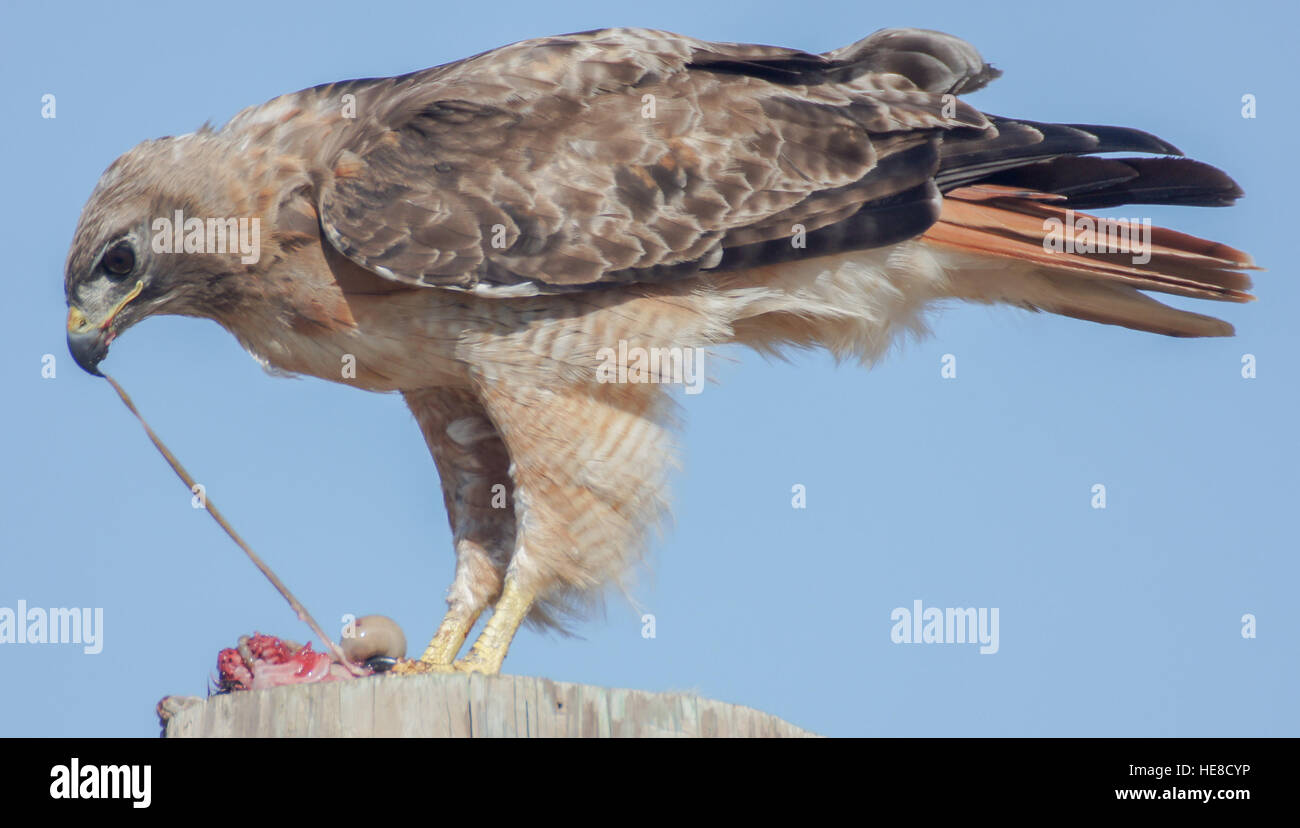 Red-tailed Hawk (Buteo jamaicensis) eating rodent Stock Photo - Alamy