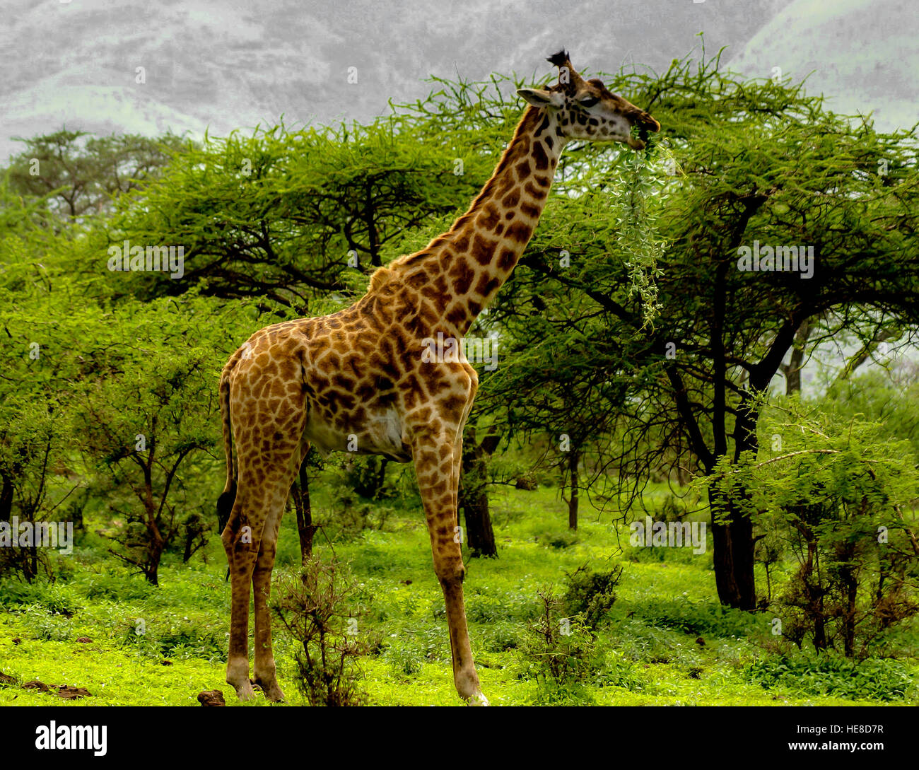 Griaffe hi-res stock photography and images - Alamy