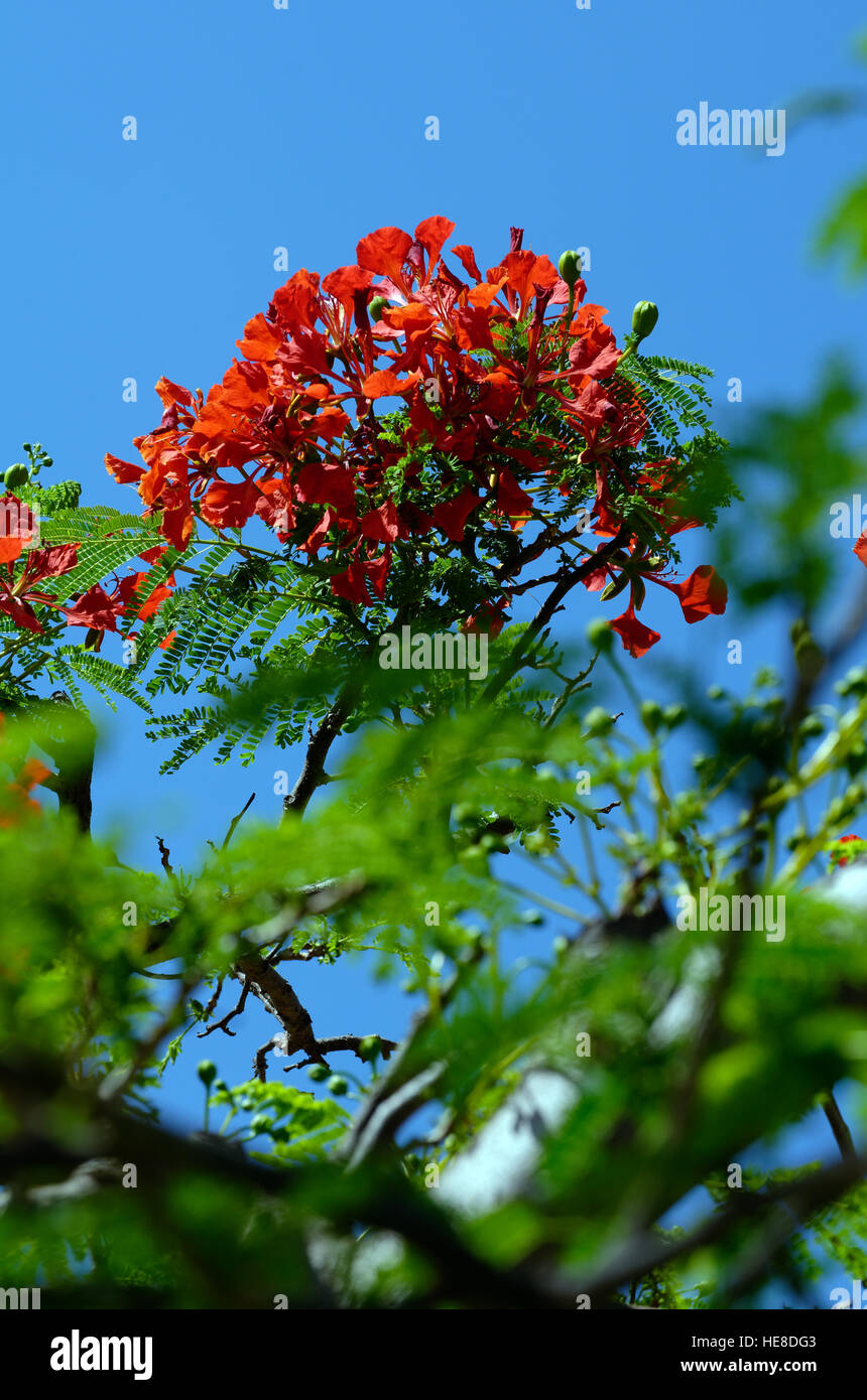 Flaming tree flowers on blue sky, La Reunion Stock Photo - Alamy