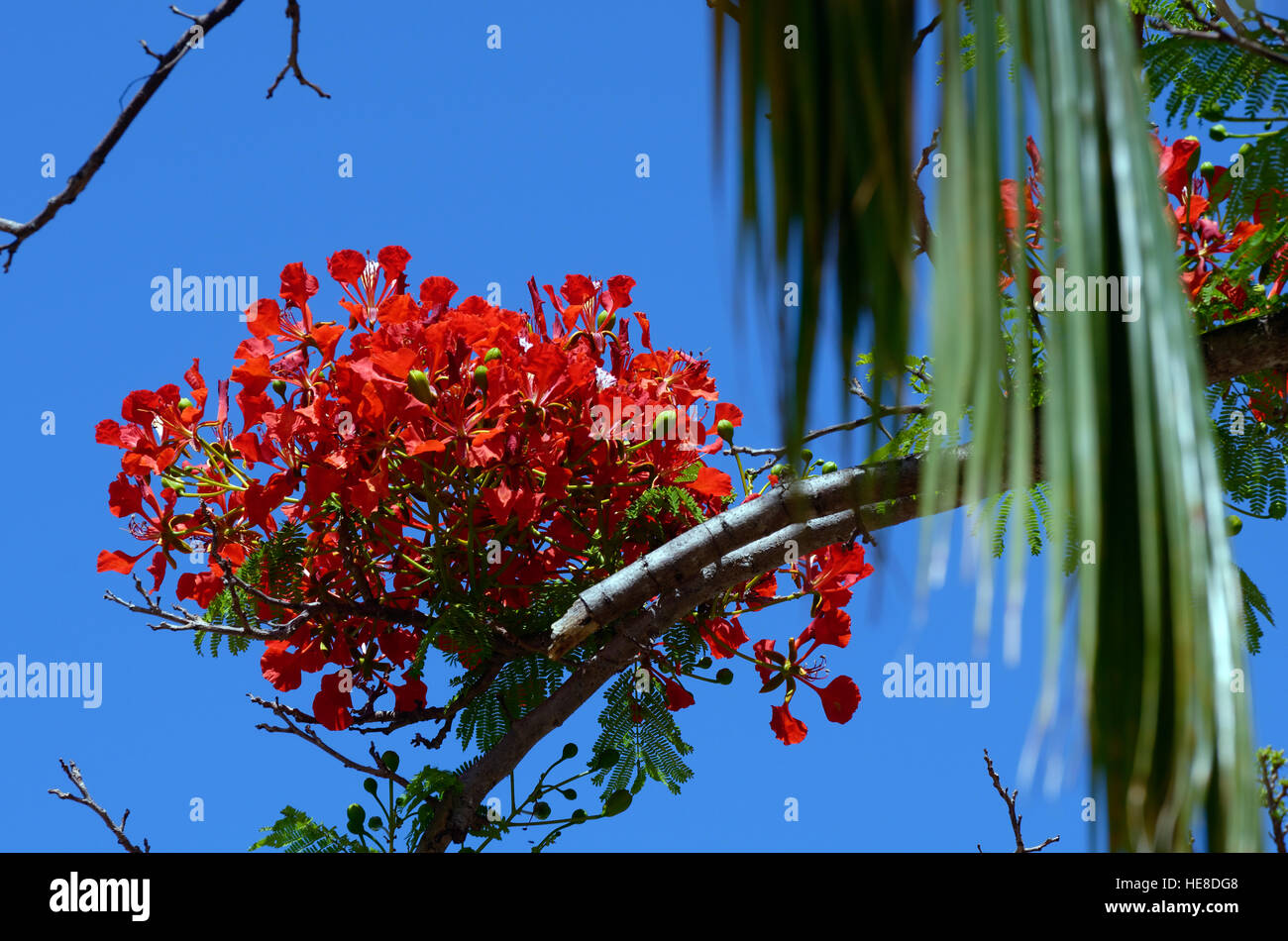 Flaming tree flowers on blue sky, La Reunion Stock Photo - Alamy