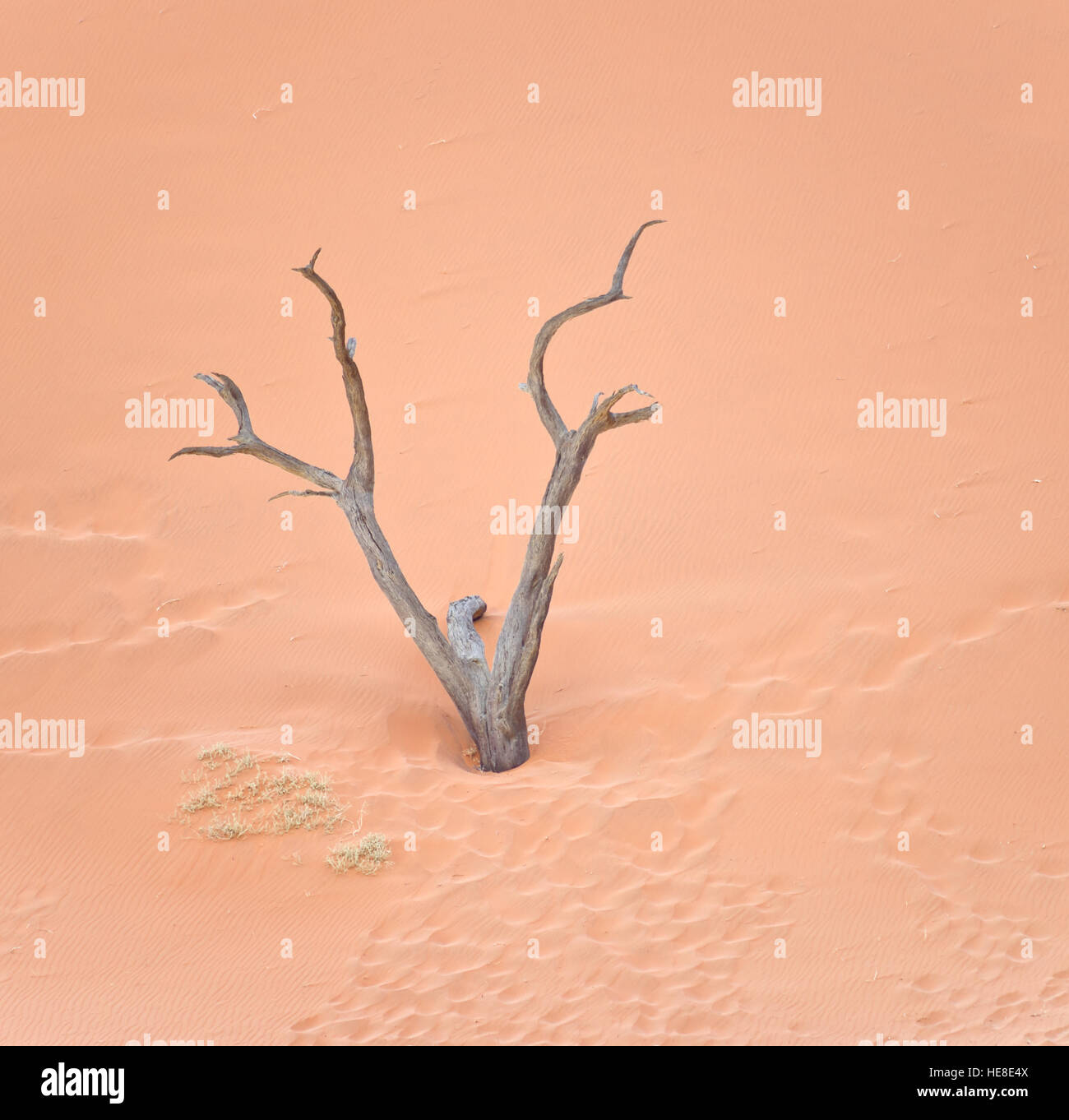 dry tree on a sand Stock Photo - Alamy