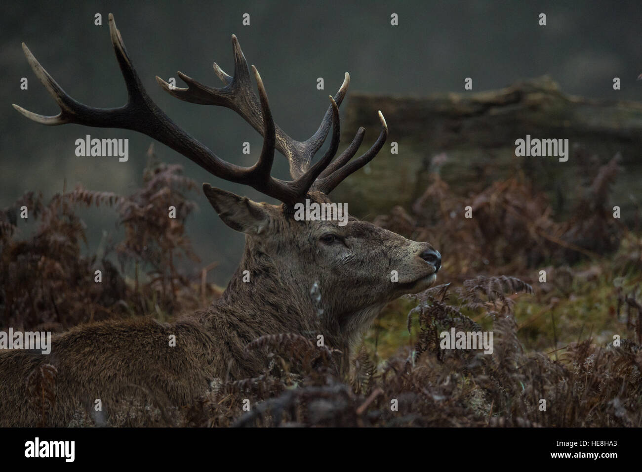 Red deer In richmond park, London, England Stock Photo - Alamy