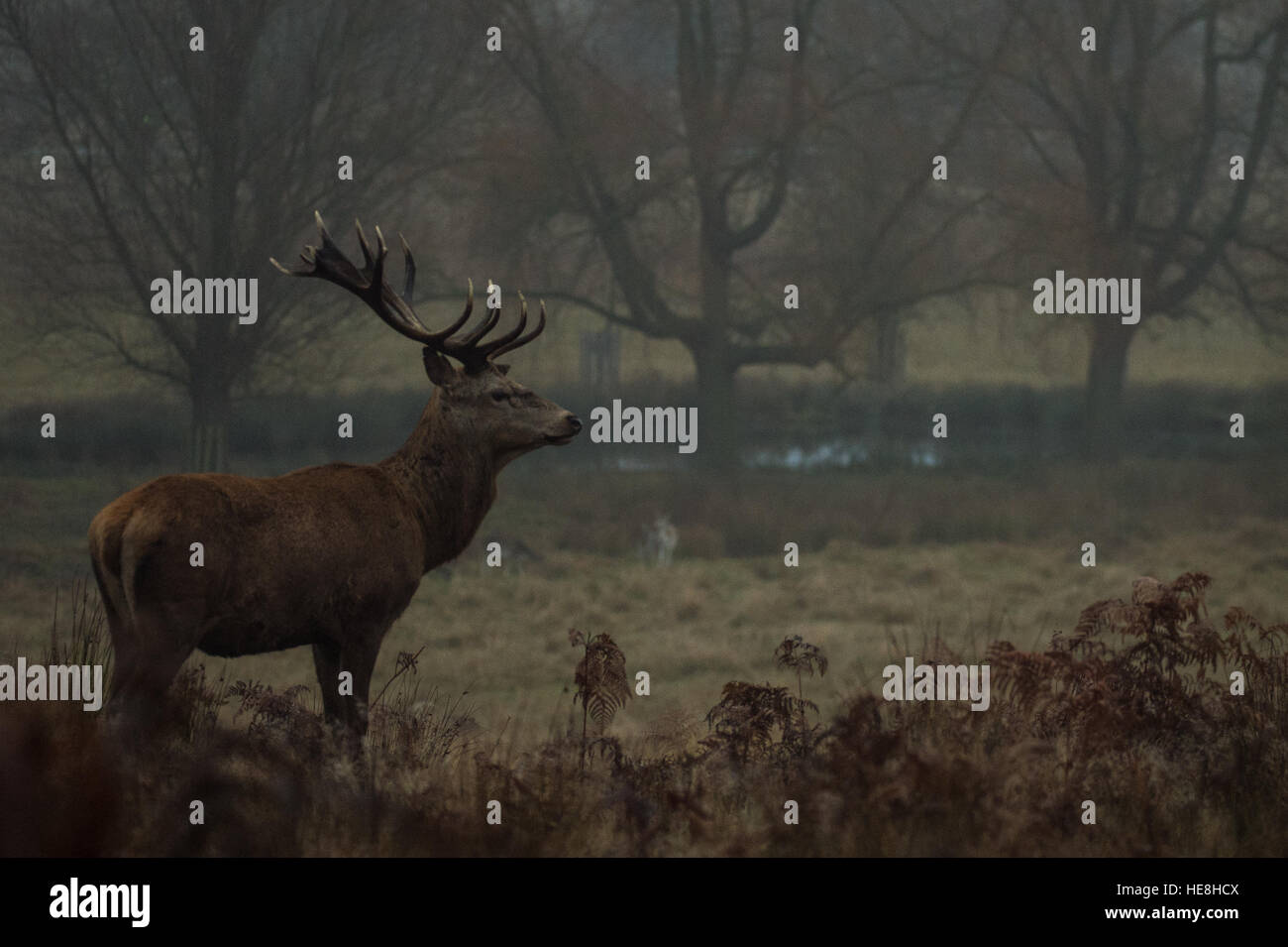 Red deer In richmond park, London, England Stock Photo - Alamy