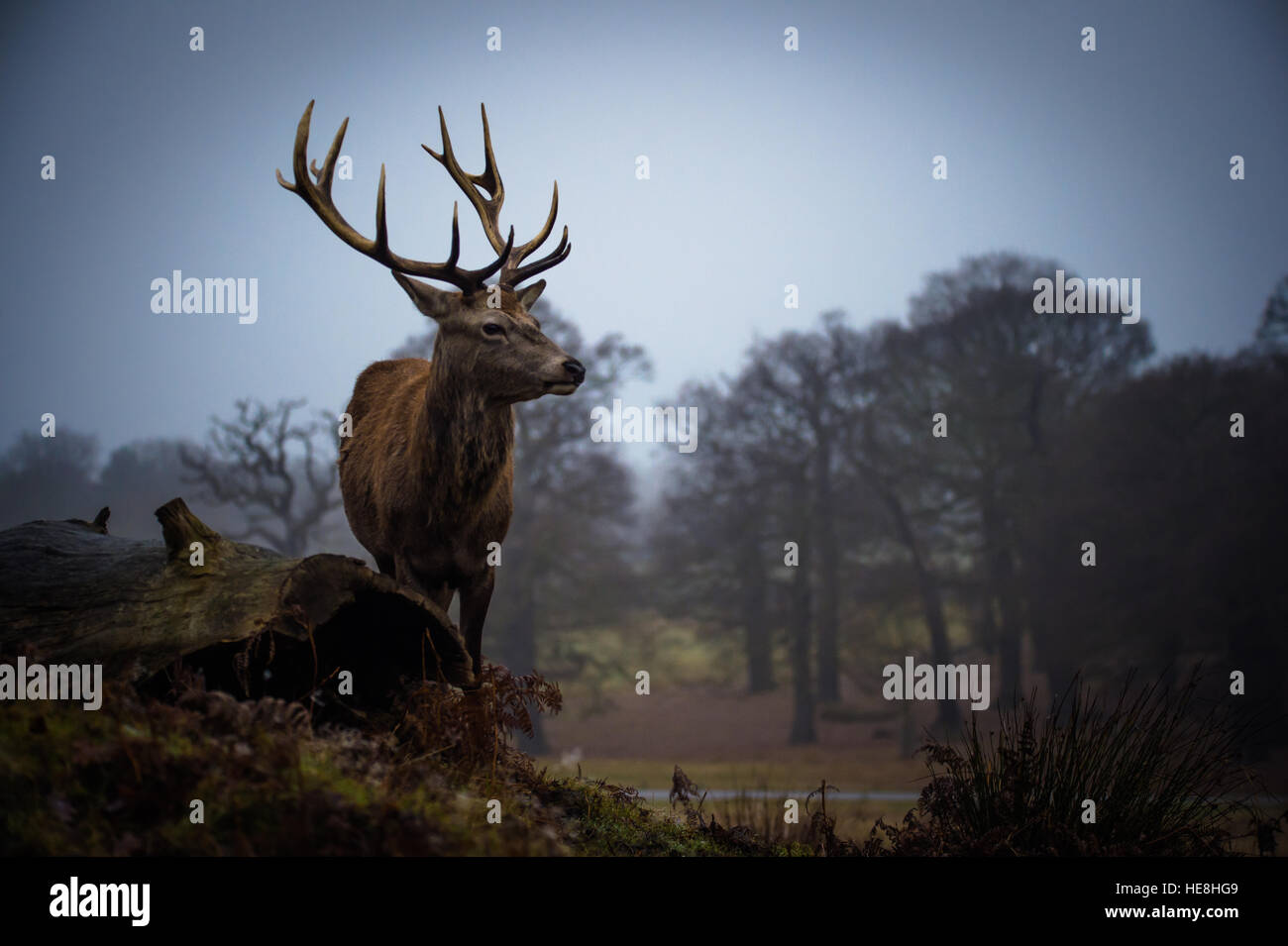 Red deer In richmond park, London, England Stock Photo - Alamy