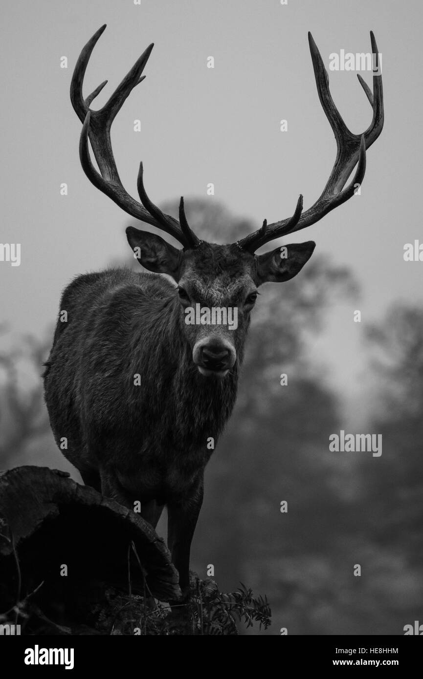 Richmond park landscape Black and White Stock Photos & Images - Alamy