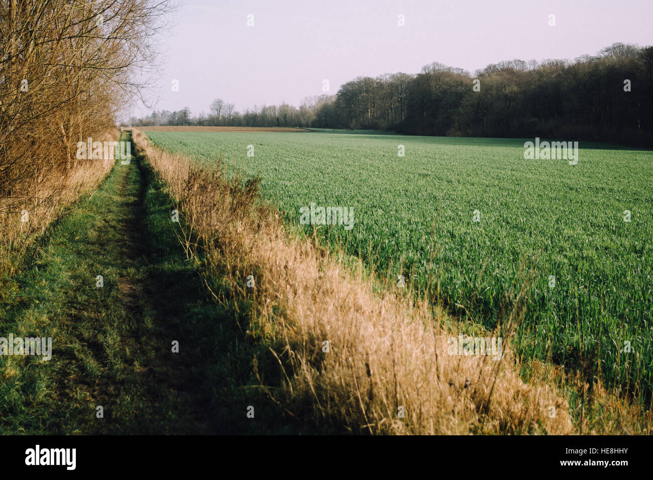 A grassy footpath next to a green field during winter Stock Photo - Alamy