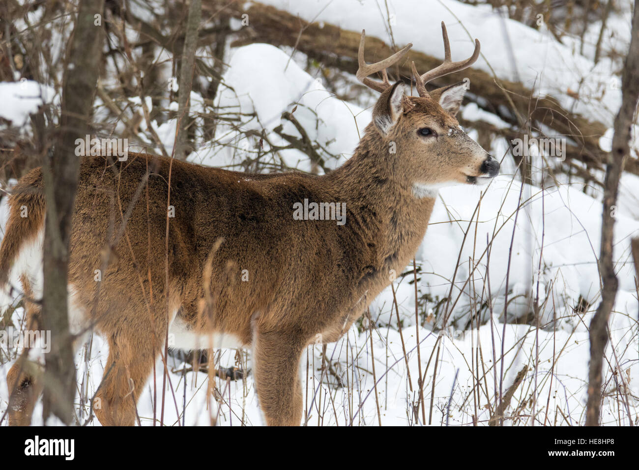 White-tailed deer buck Stock Photo - Alamy