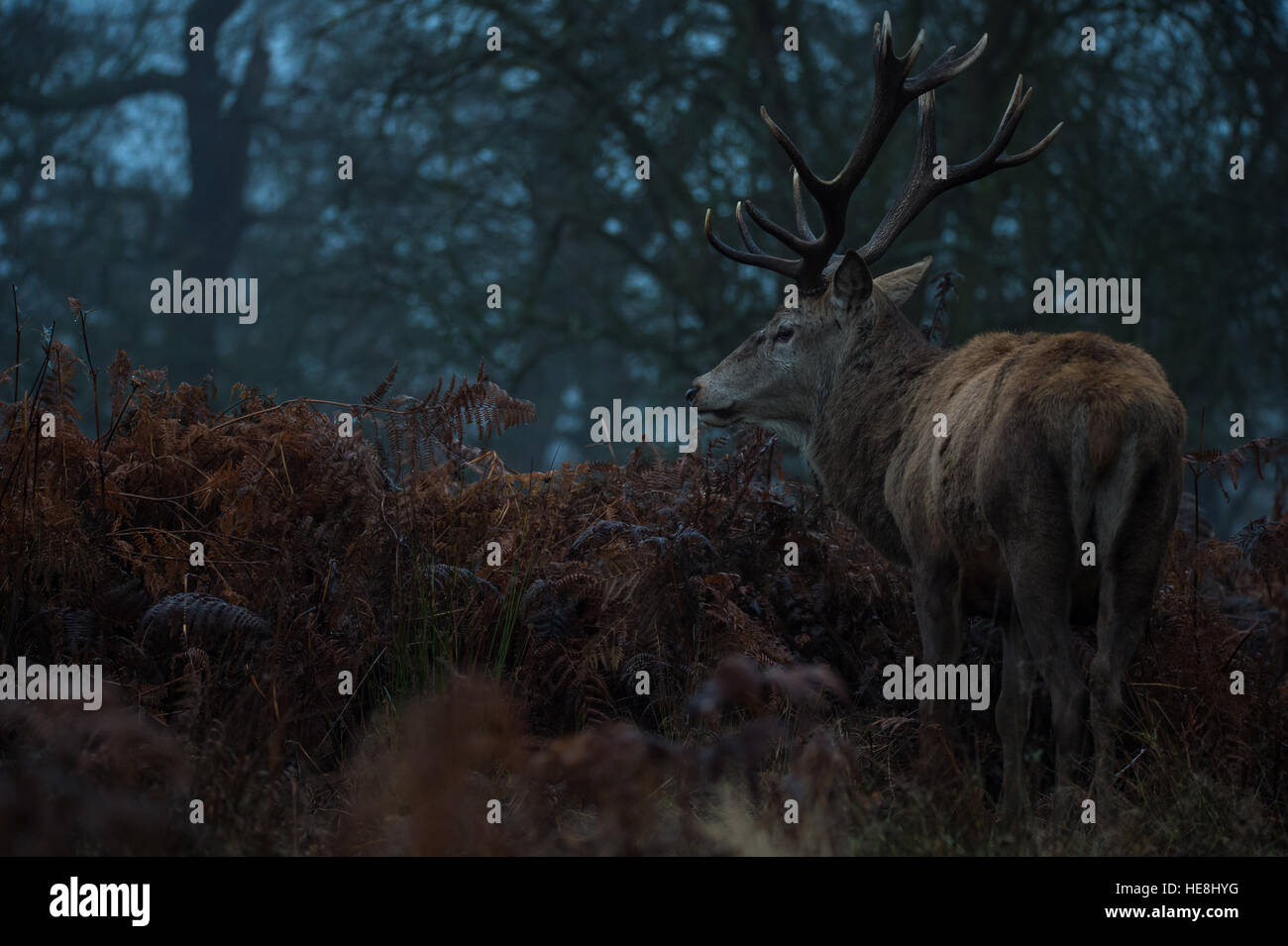 Red deer in Richmond park, London, England Stock Photo - Alamy
