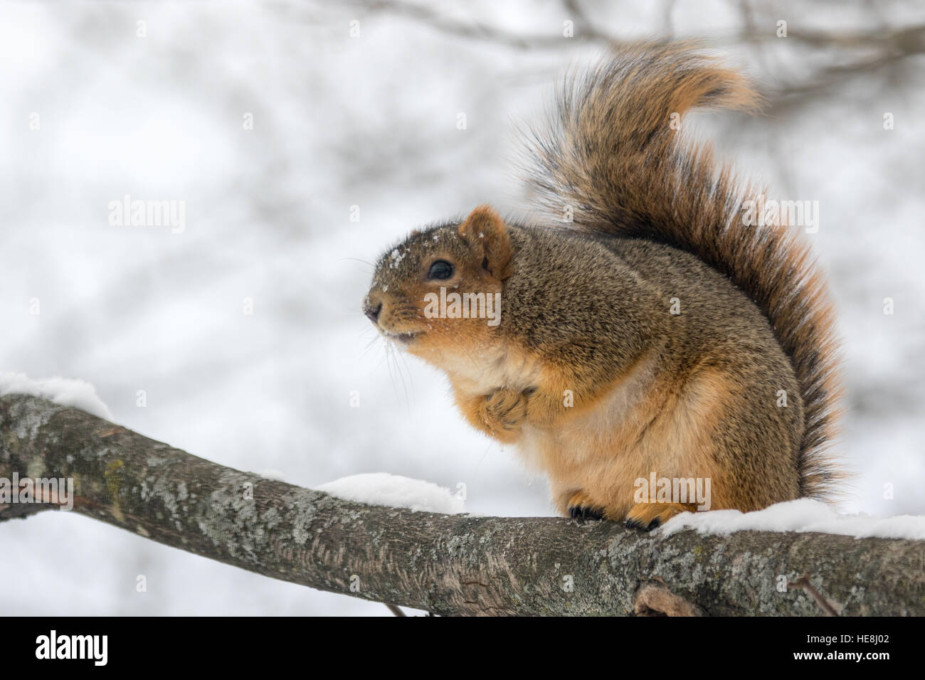 Fox with squirrel hi-res stock photography and images - Alamy