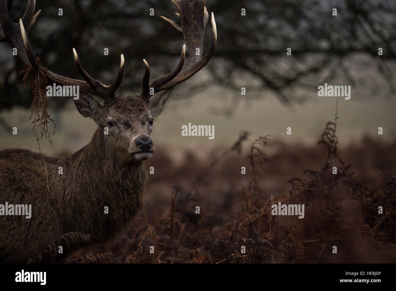 Red deer in Richmond park, London, England Stock Photo - Alamy