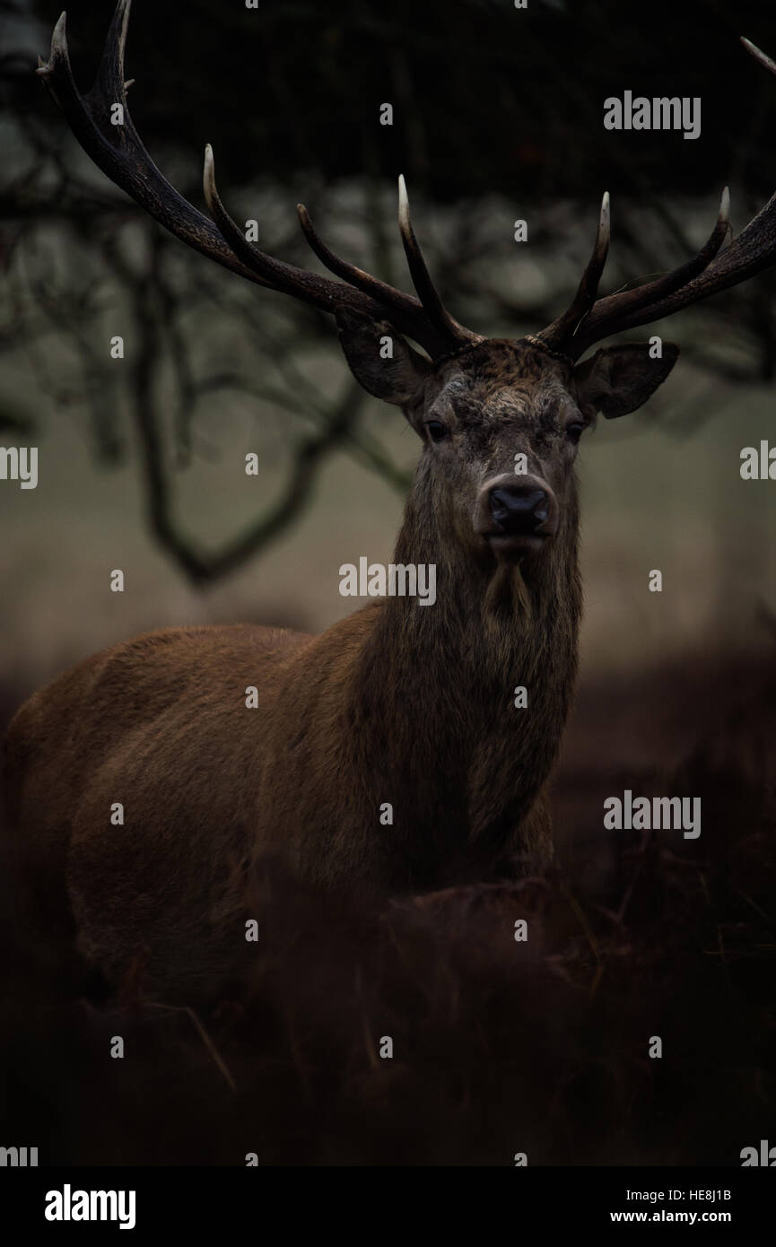 Red deer in Richmond park, London, England Stock Photo - Alamy