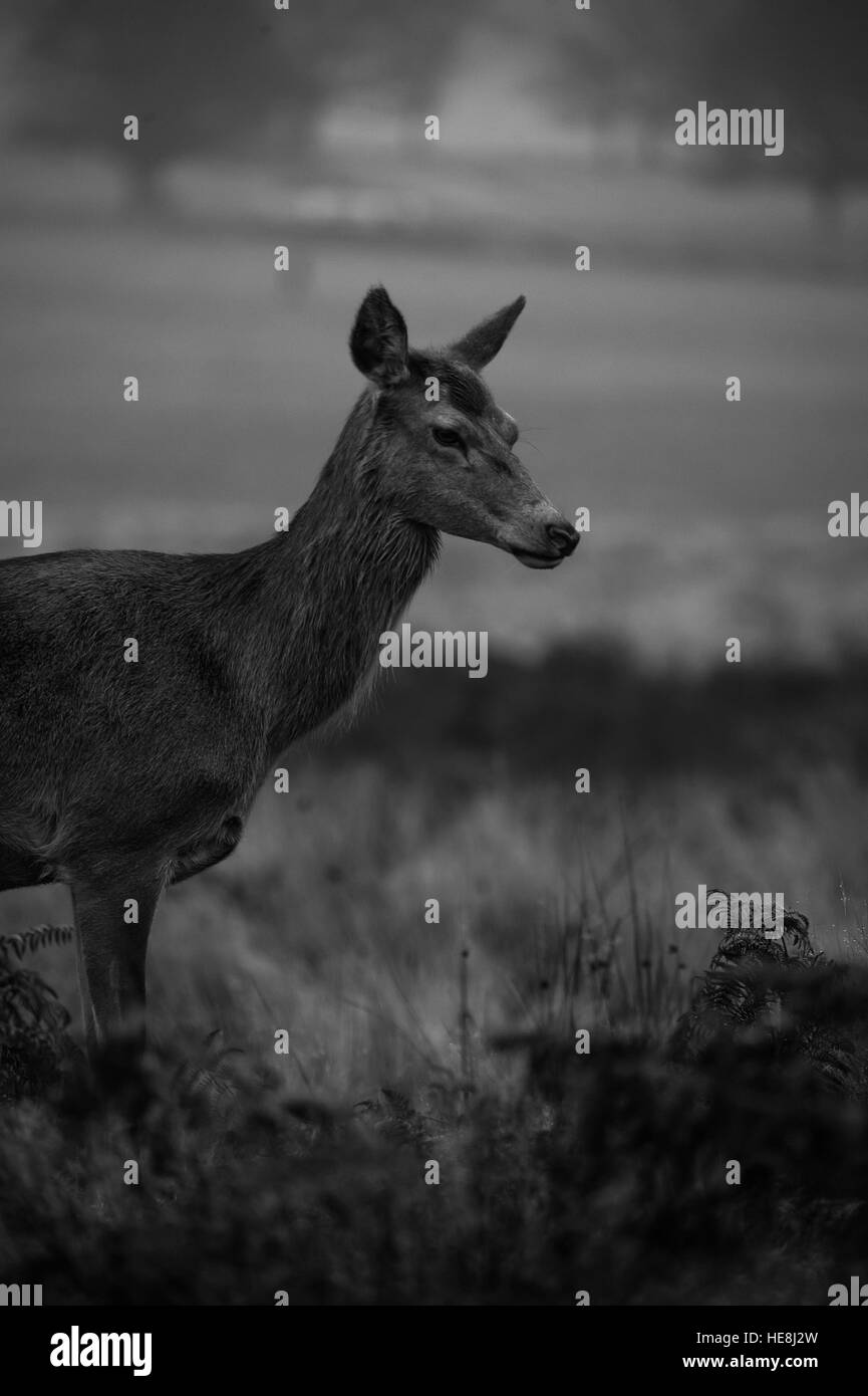 Fall london park Black and White Stock Photos & Images - Alamy