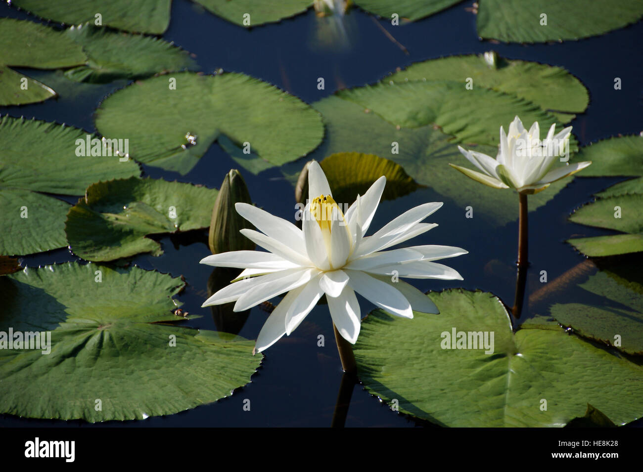 Nymphaea lotus hi-res stock photography and images - Alamy