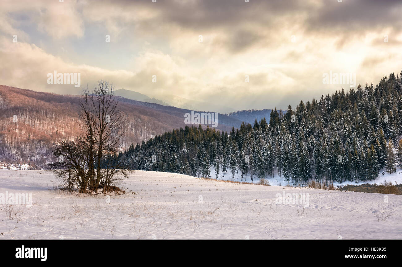composite landscape with lonely tree on a hill side meadow covered with ...