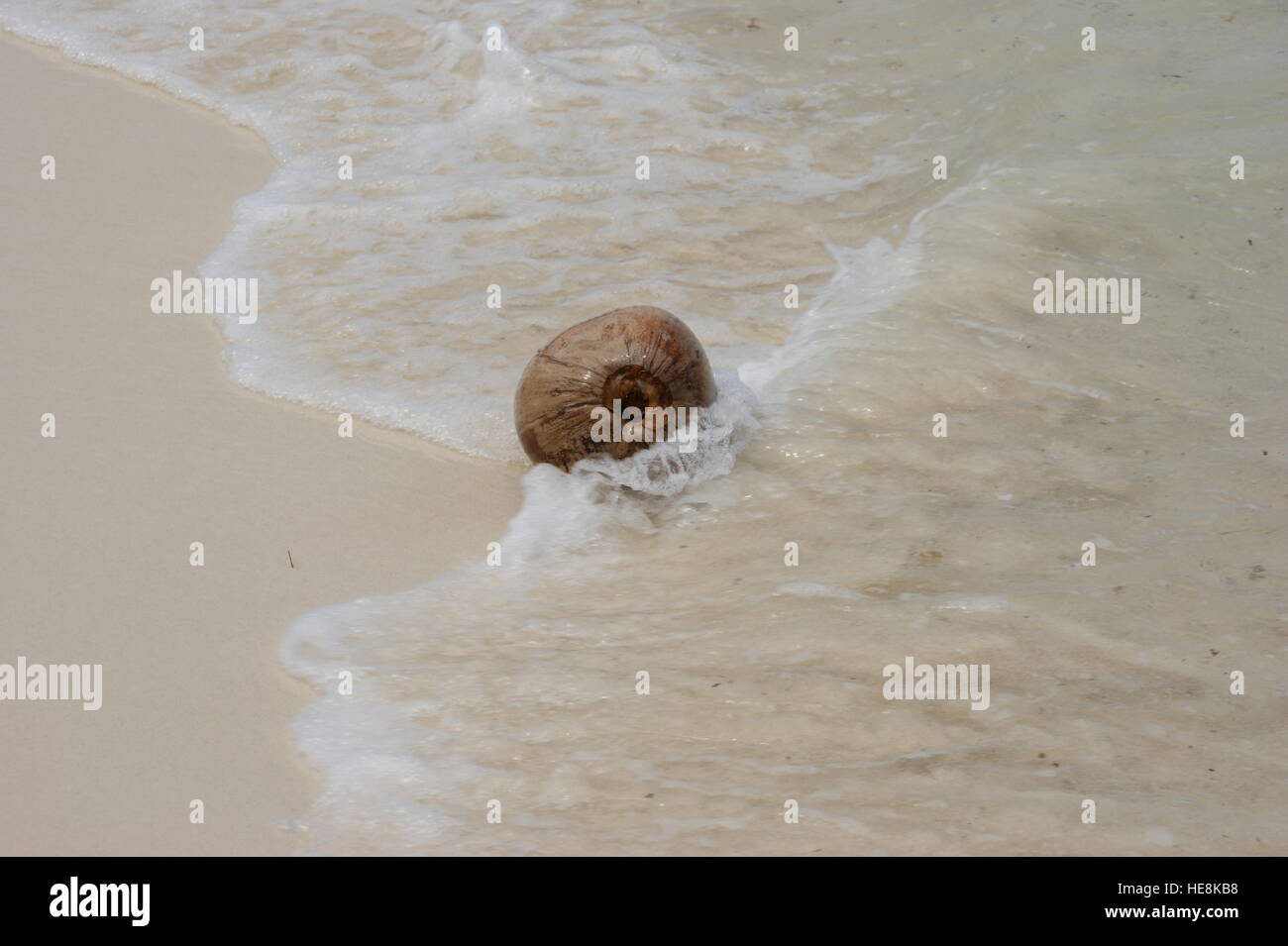 Floating Coconut. Malaysia, Borneo, South China Sea Stock Photo - Alamy