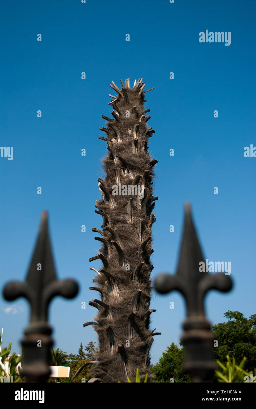 barren palm tree Stock Photo - Alamy