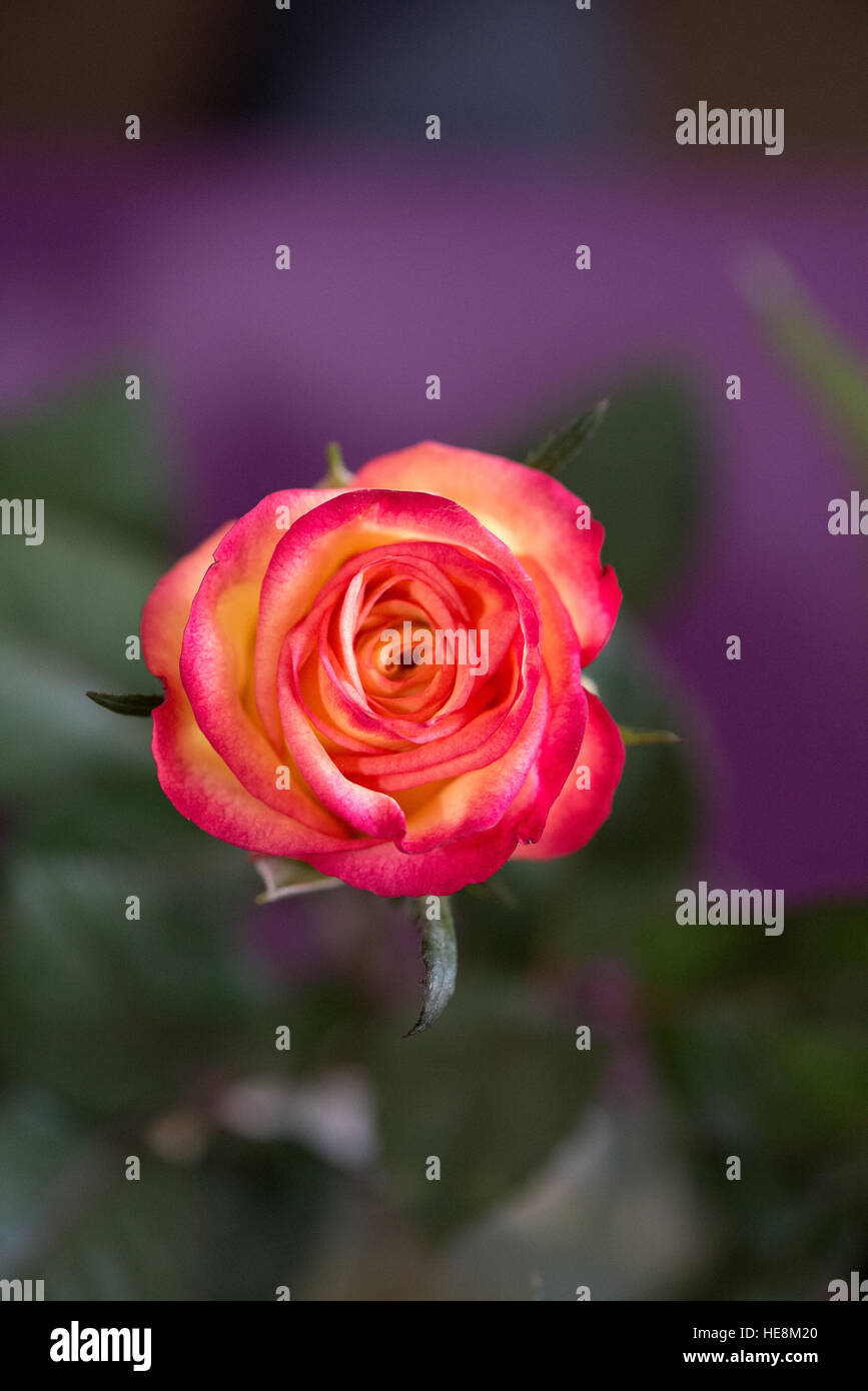 close up of single rose Stock Photo - Alamy