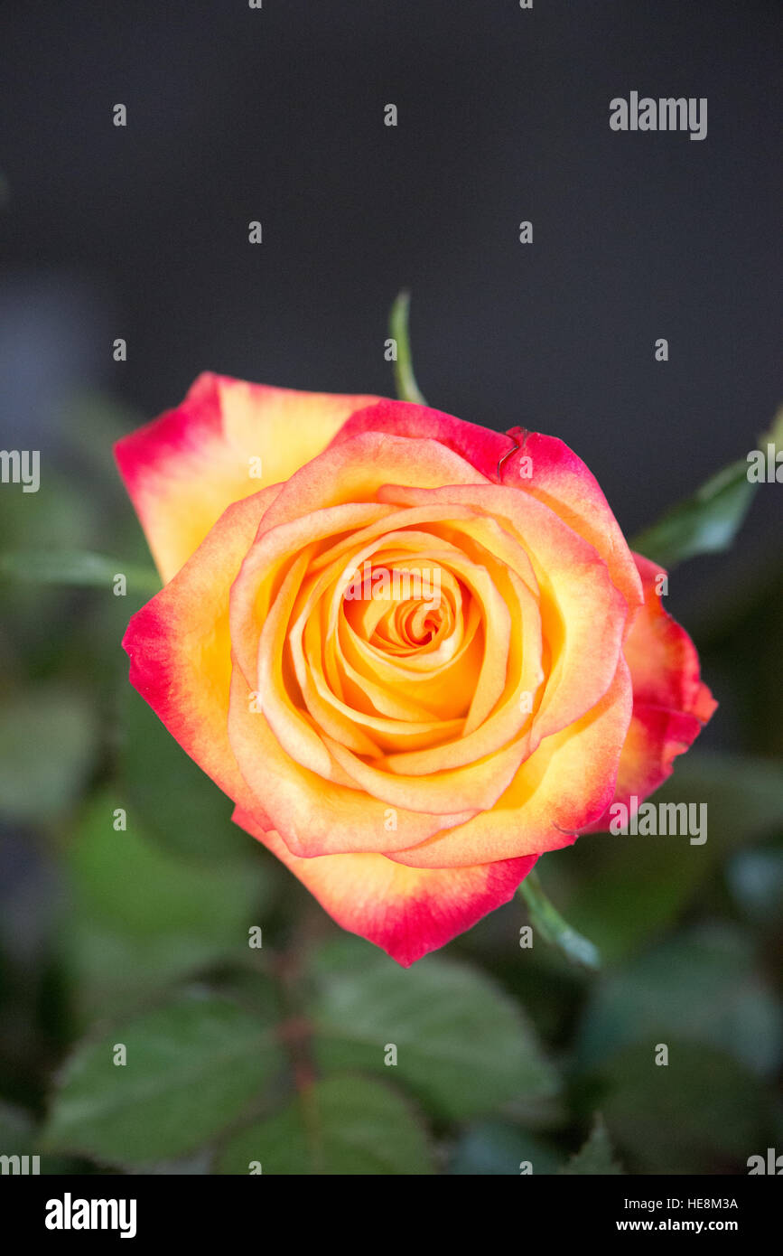 close up of single rose Stock Photo - Alamy