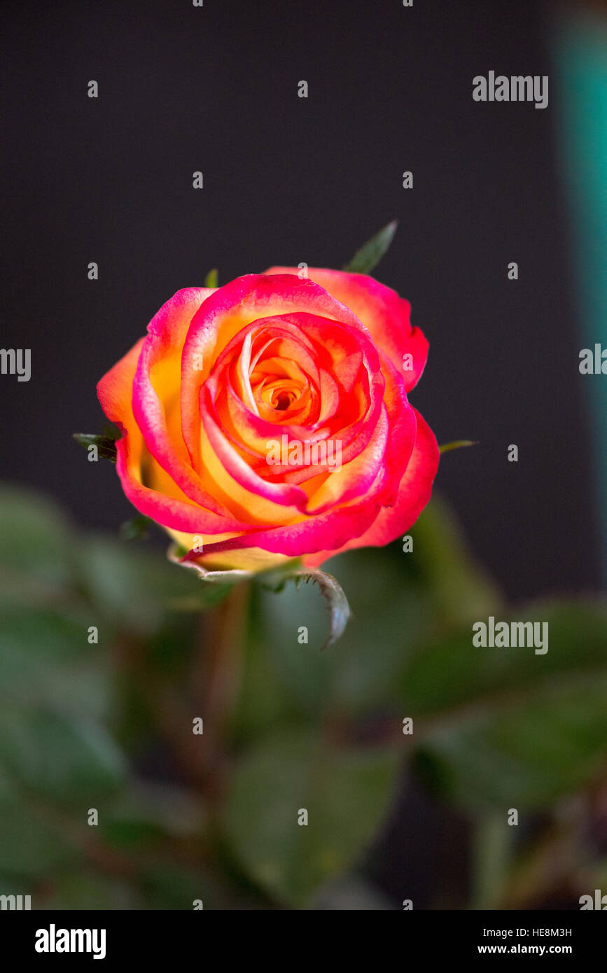 close up of single rose Stock Photo - Alamy