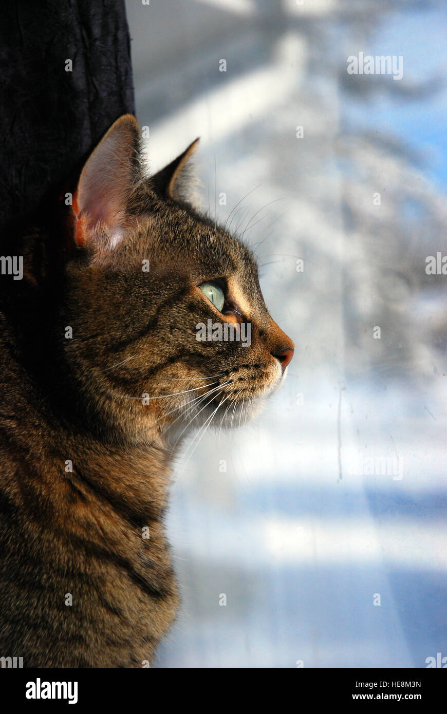 Tabby cat looking out window at a Winter scene Stock Photo - Alamy