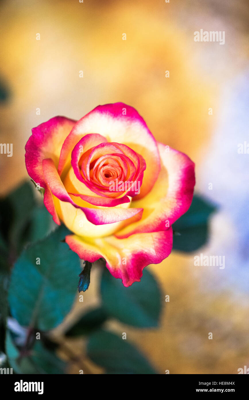 close up of single rose Stock Photo - Alamy