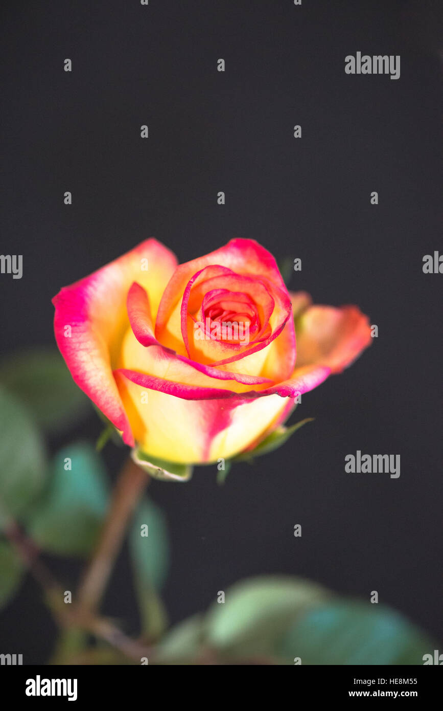 close up of single rose Stock Photo - Alamy
