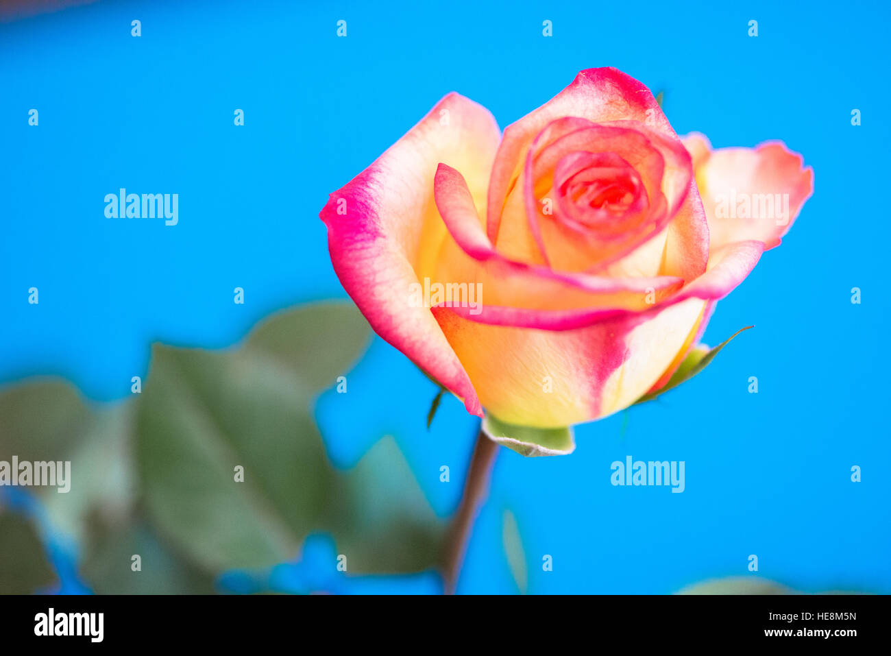 close up of single rose Stock Photo - Alamy